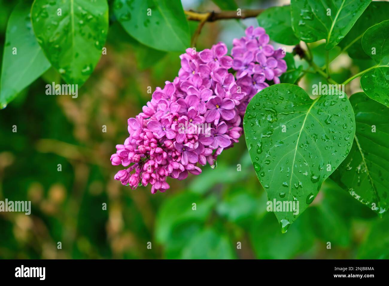 purple lilac shrub blossoms in spring. Beautiful floral nature ...