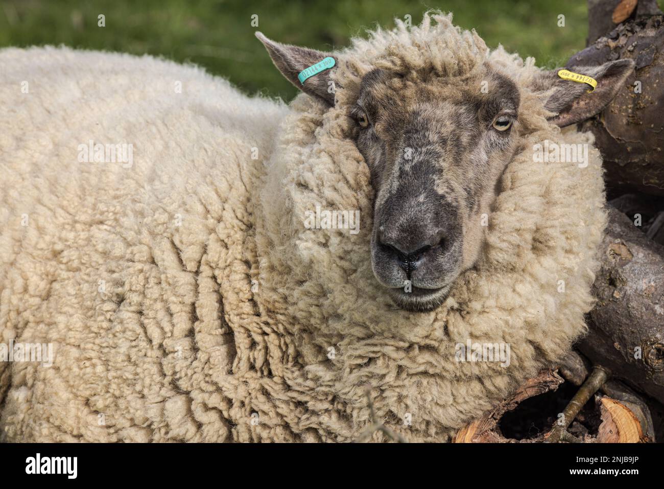 Cross breed sheep hi-res stock photography and images - Alamy