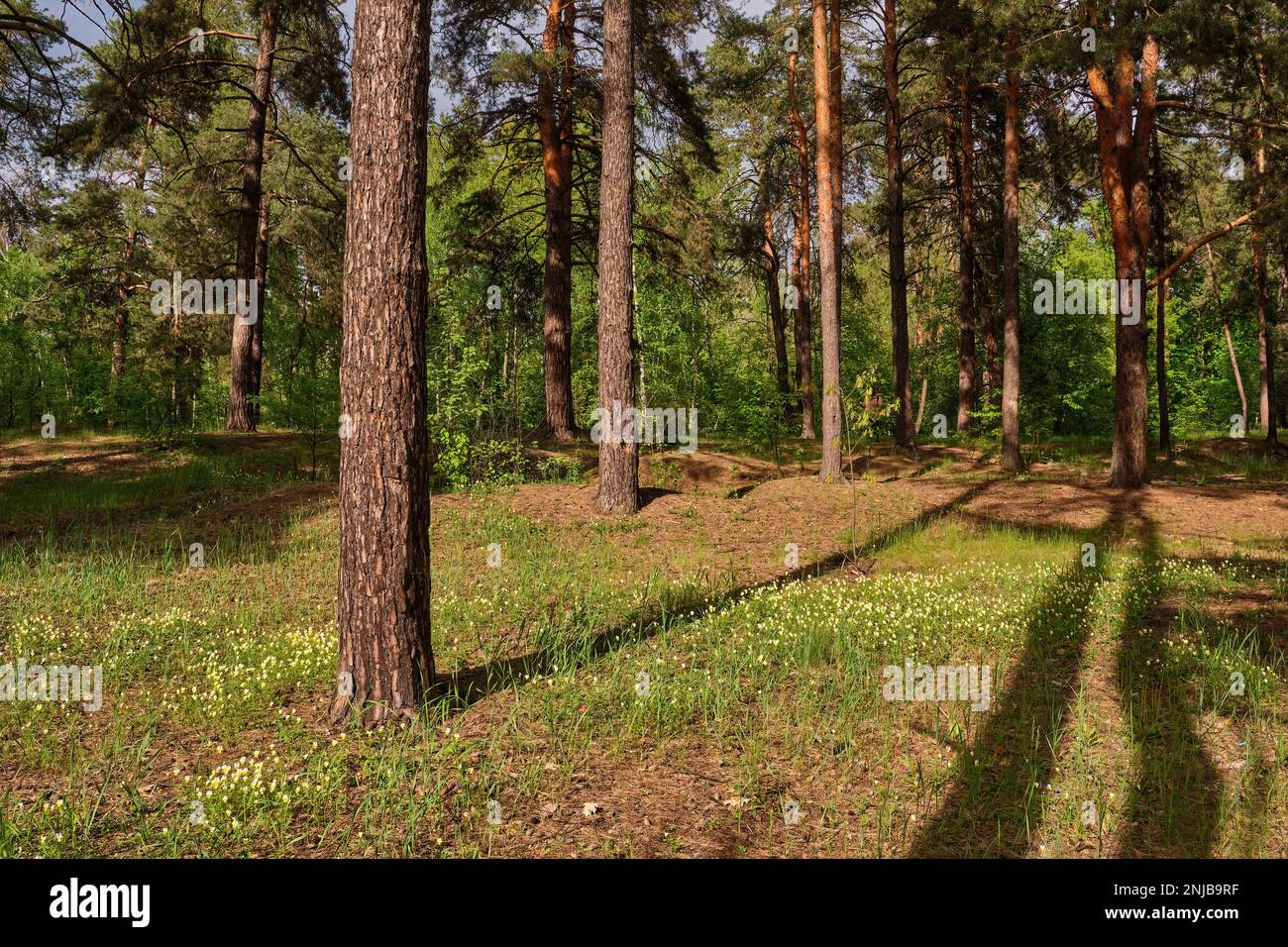 Summer forest. Beautiful landscape with pine forest and dirt road ...
