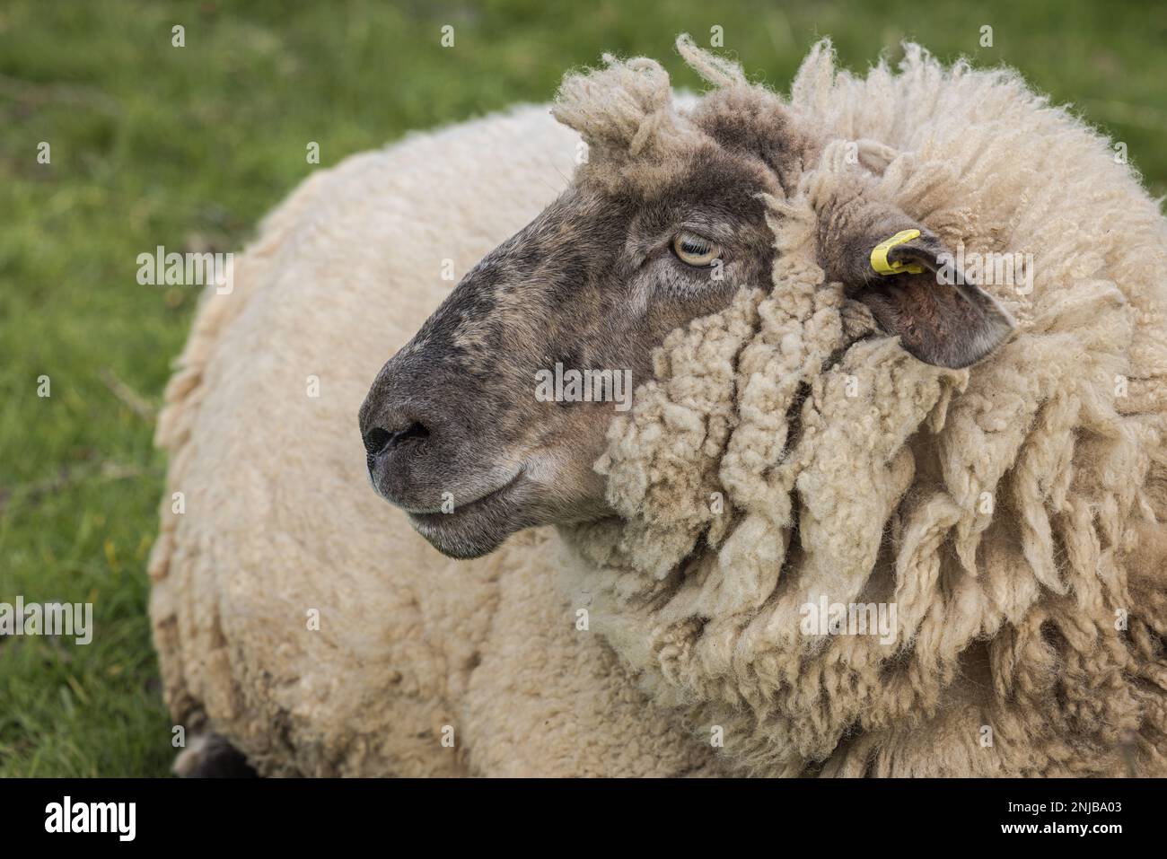Cross breed sheep hi-res stock photography and images - Alamy