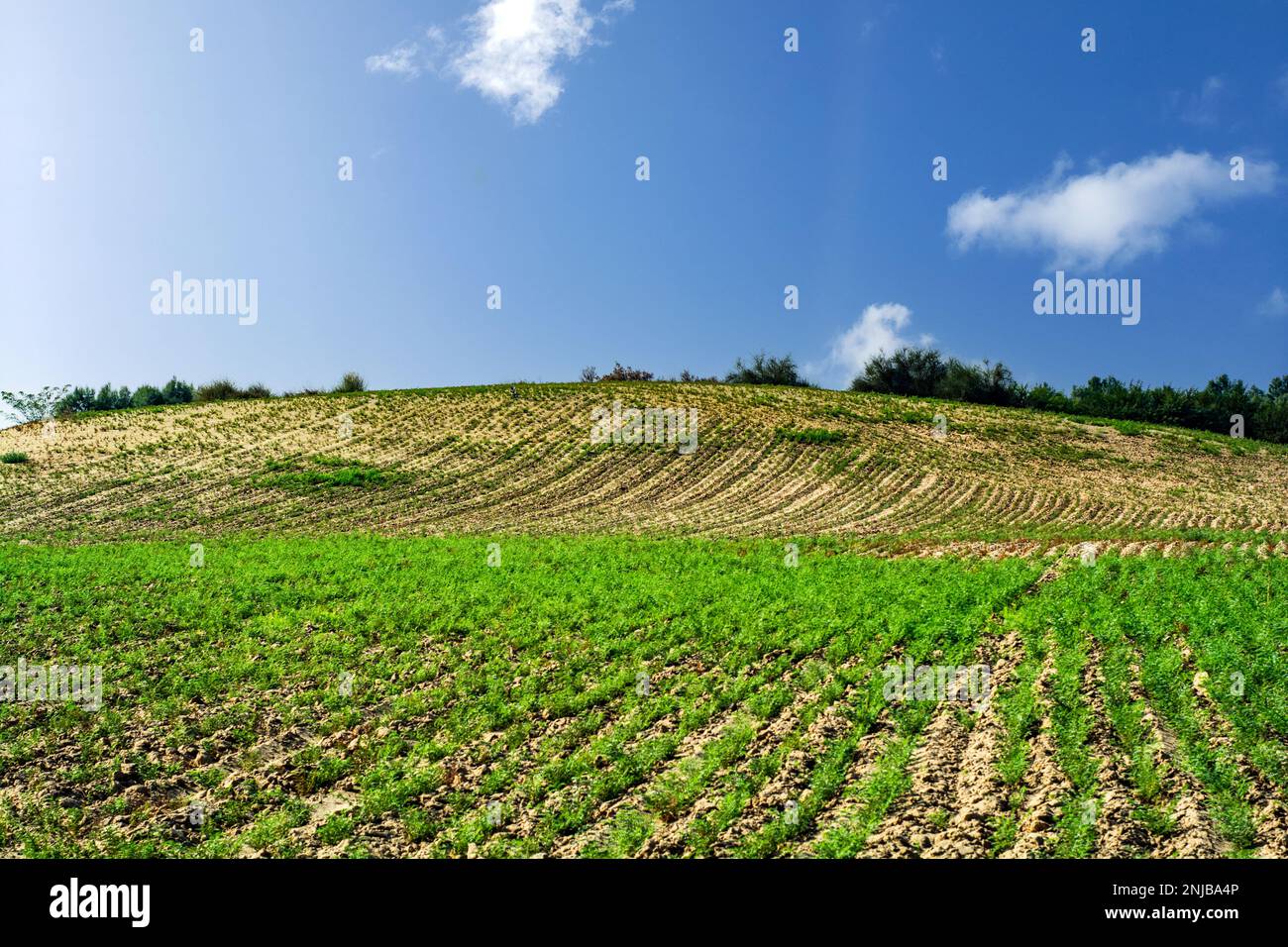 Rows of chickpeas crop in the Thal desert Stock Photo - Alamy