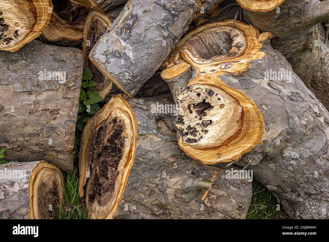 Patterns and textures on chopped wooden logs Stock Photo - Alamy
