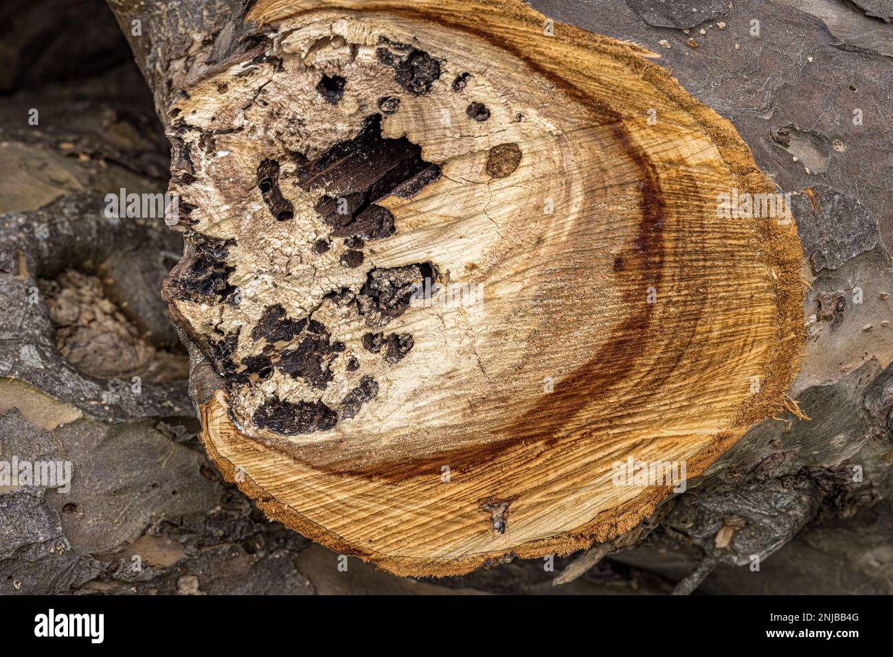 Chopped firewood logs stump hi-res stock photography and images - Alamy