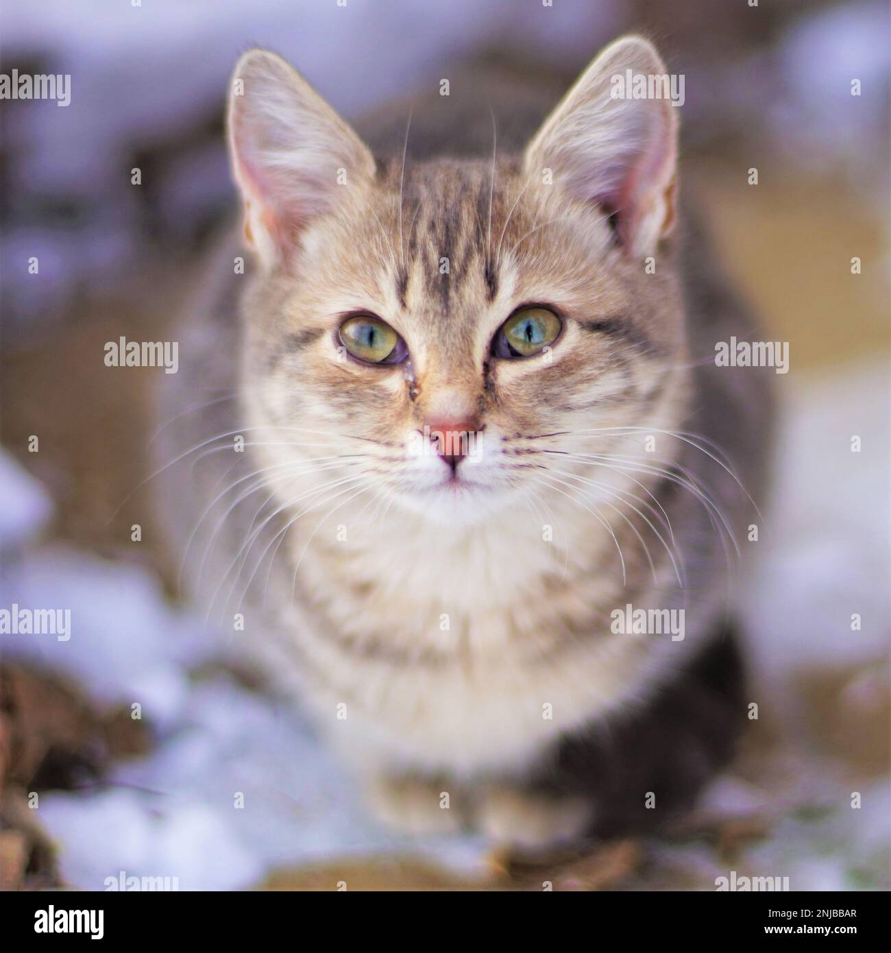 Young turtle grey kitty sits on a frosty pavement Stock Photo - Alamy