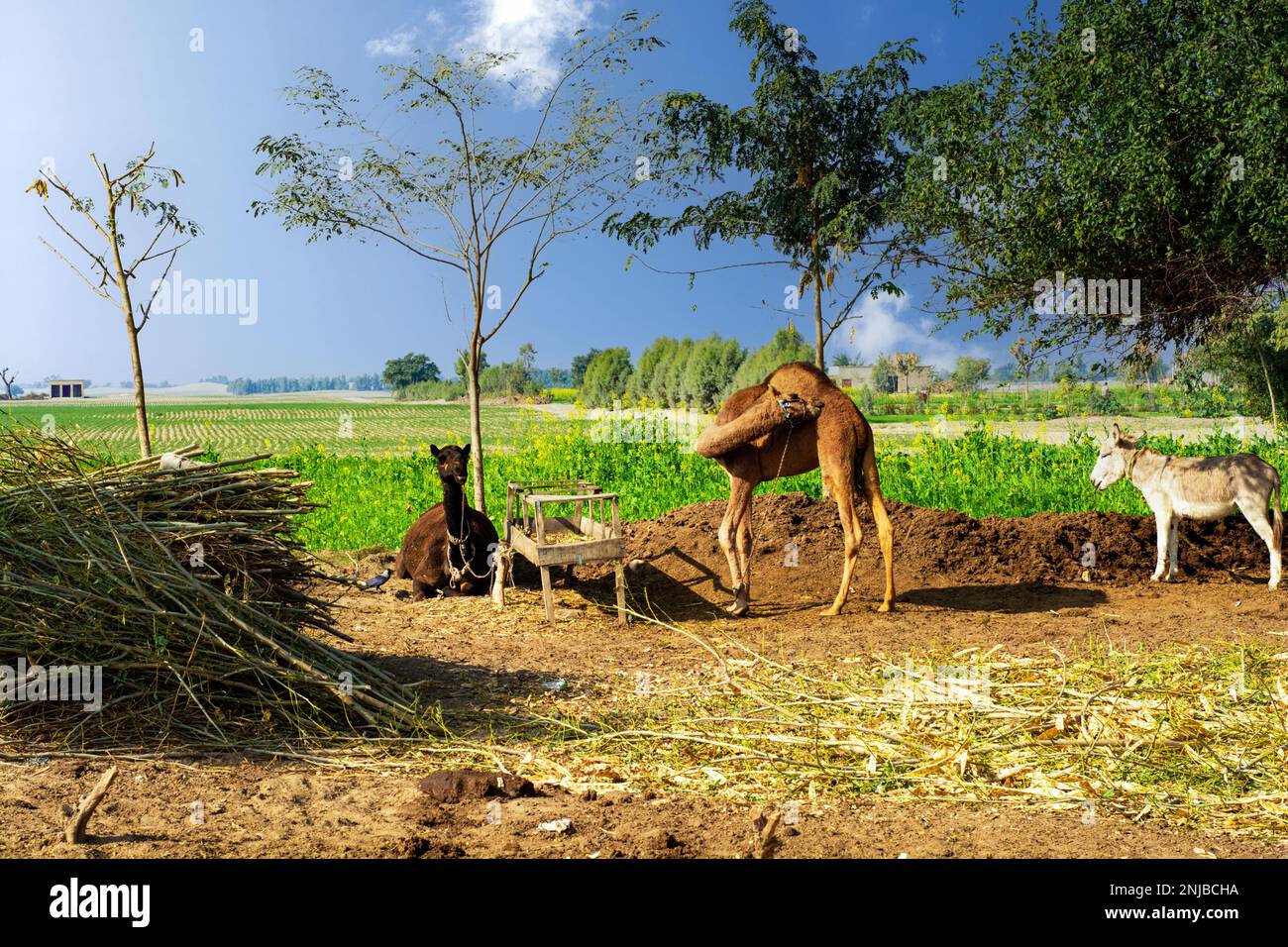 Dune village in desert hi-res stock photography and images - Alamy