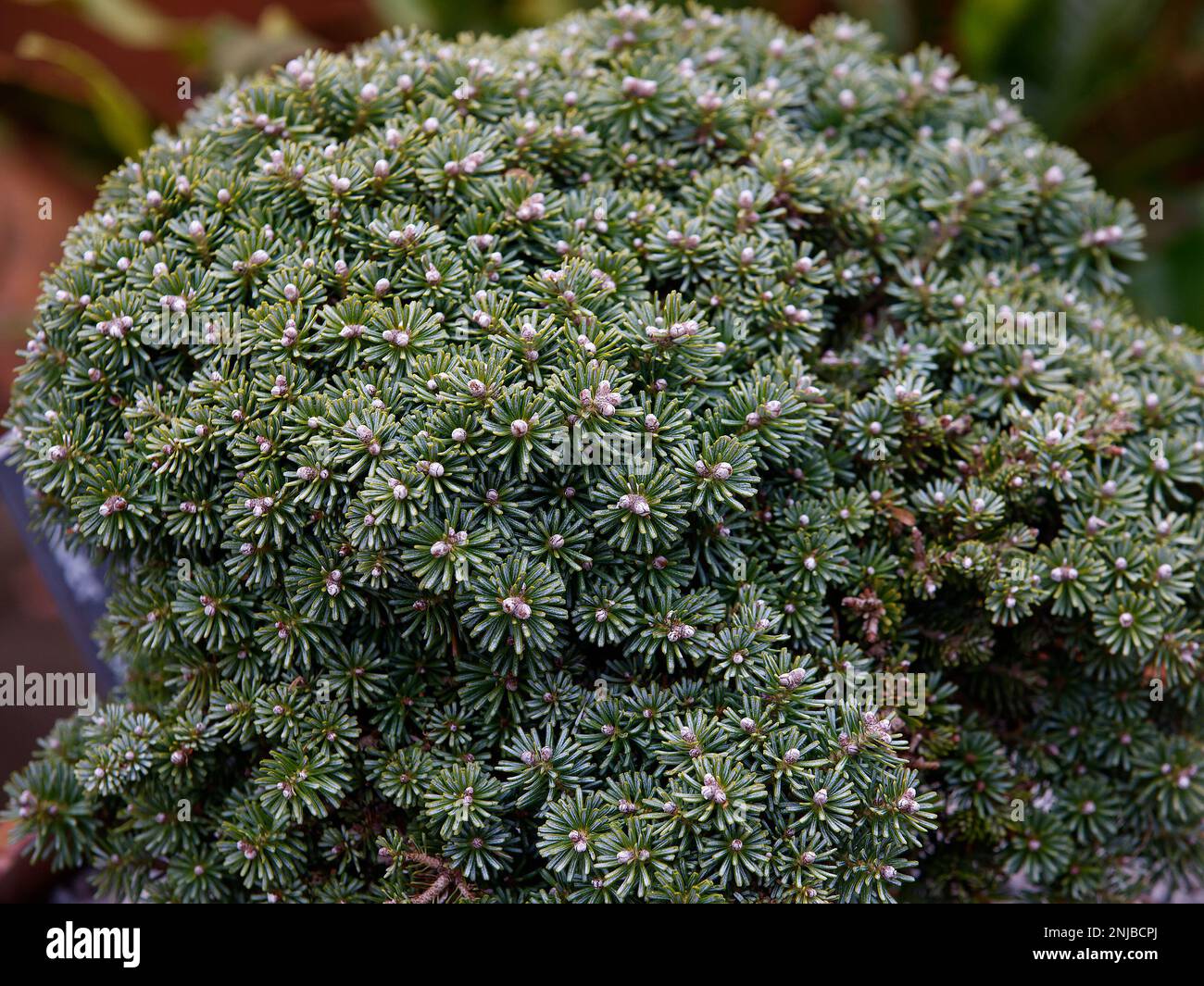 Closeup of the low growing conifer Abies koreana blauer eskimo fir ...
