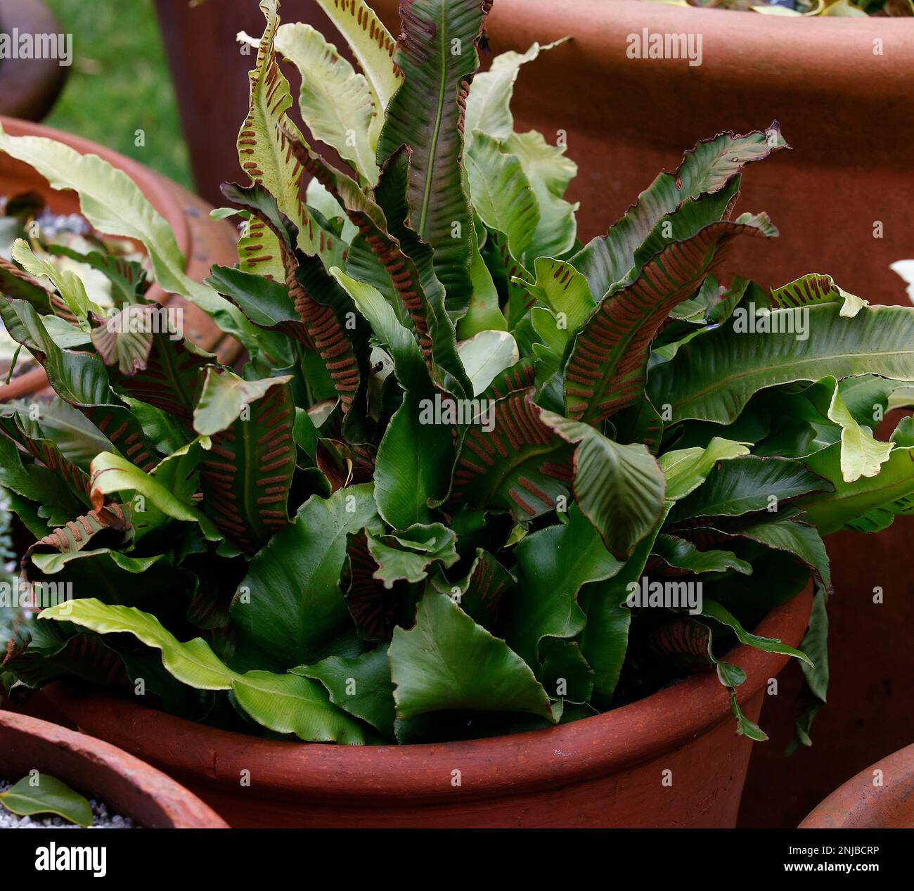 Closeup of the leaves and spores of the evergreen garden plant ...