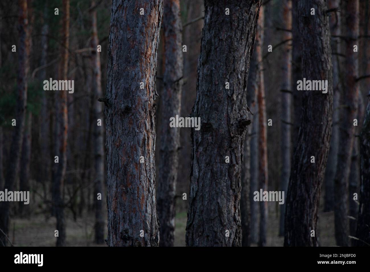 pine conifer bark close-up as a background in forests Stock Photo - Alamy