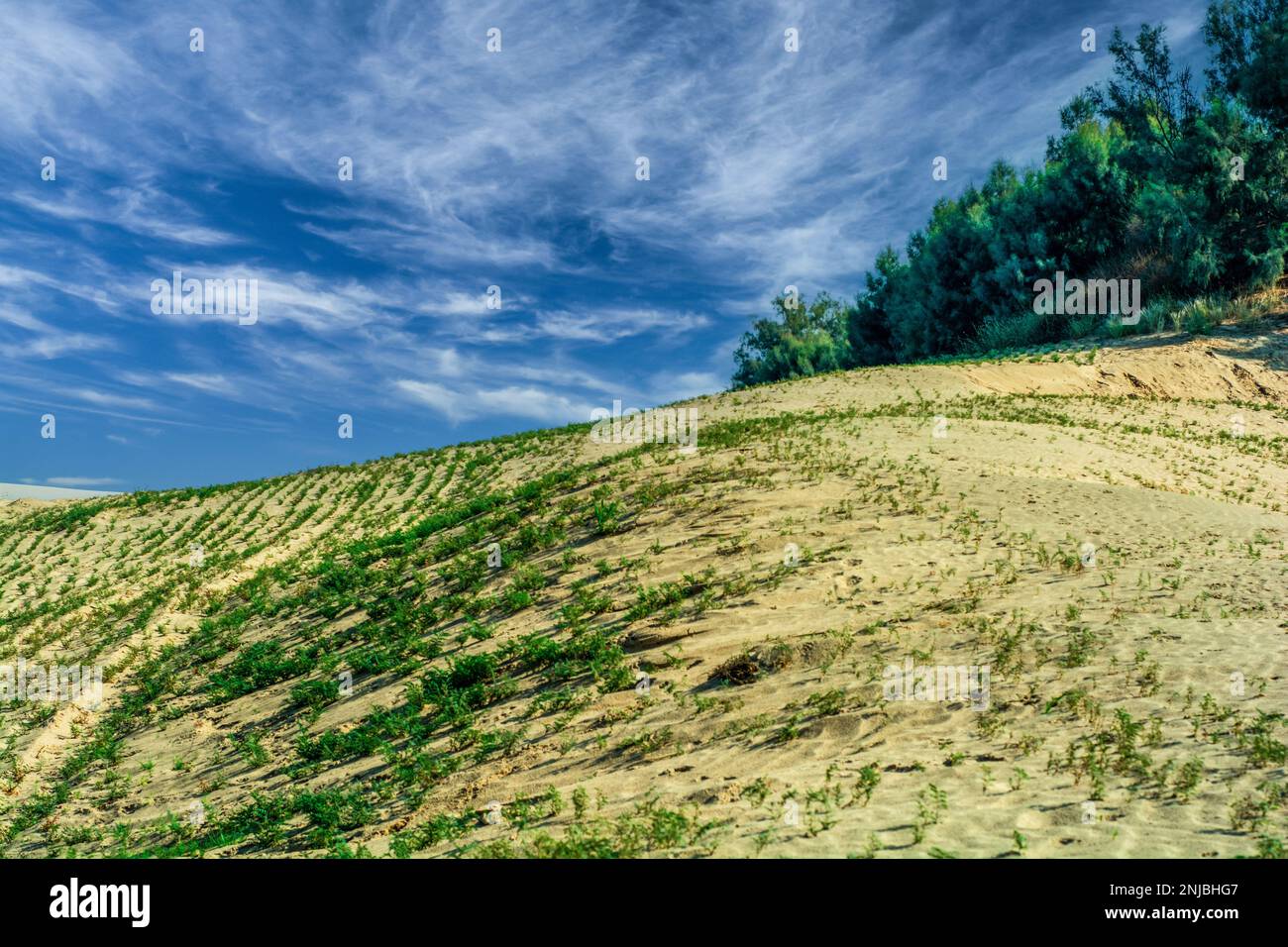 Chickpeak or gram crop in the desert Stock Photo - Alamy