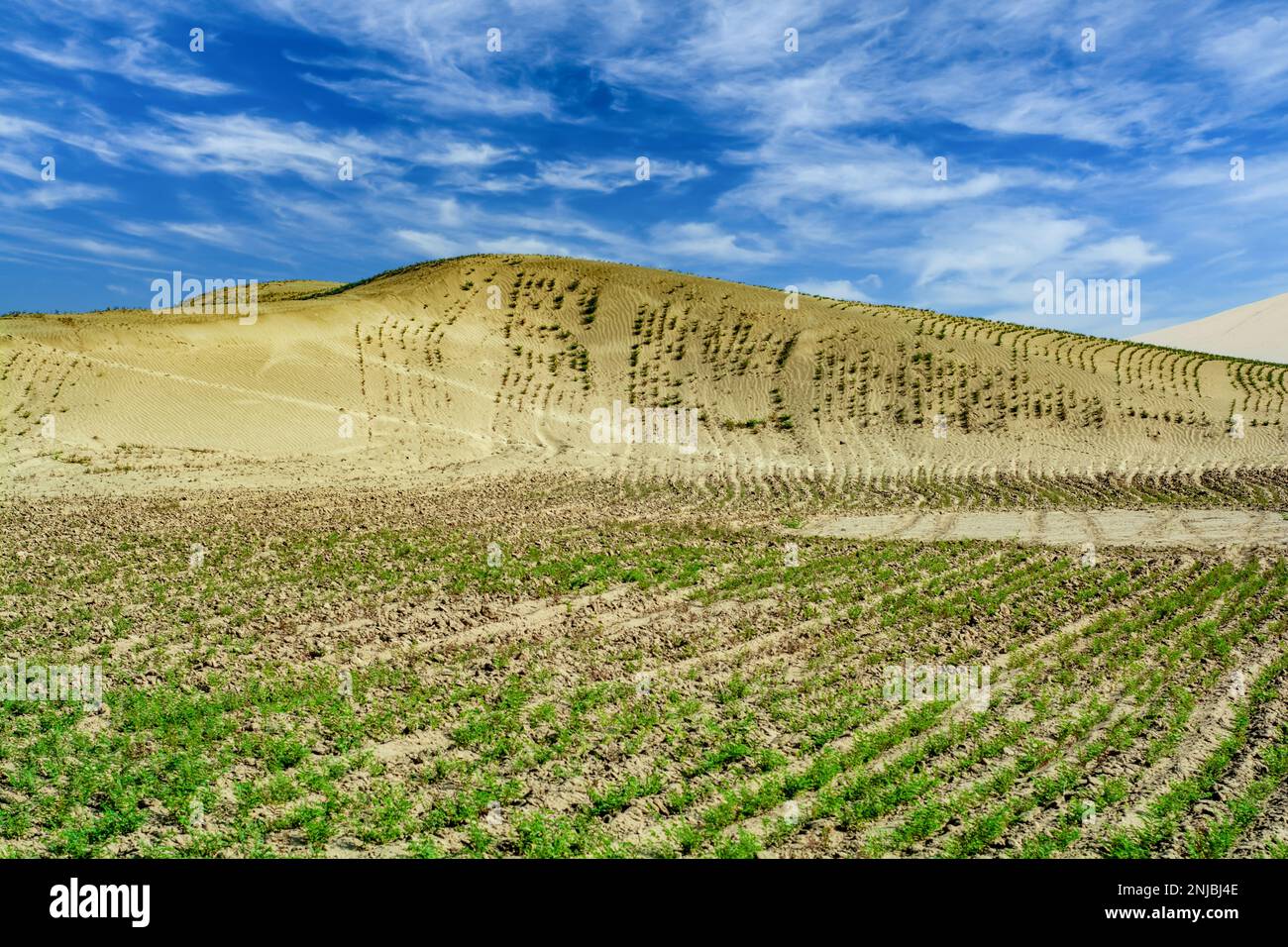 Chickpea or gram crop rows in the Thar desert Stock Photo - Alamy