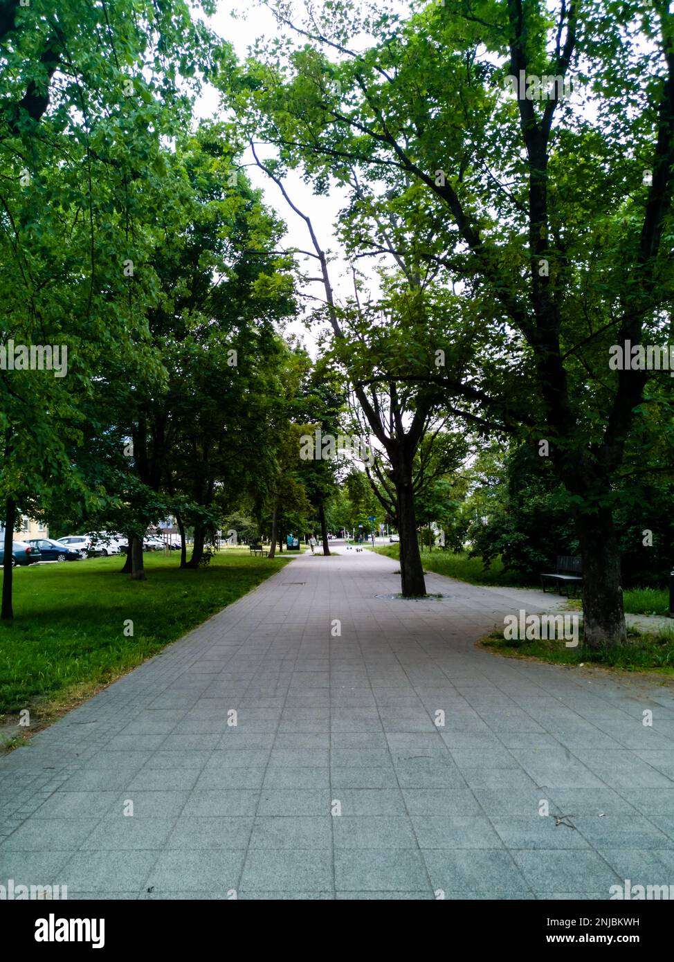 Long pavement in park through green trees and bushes Stock Photo - Alamy