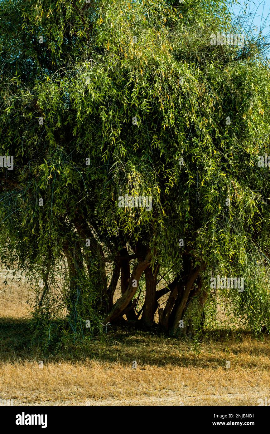 Salvadora persica or the toothbrush tree in the arid desert Stock Photo ...