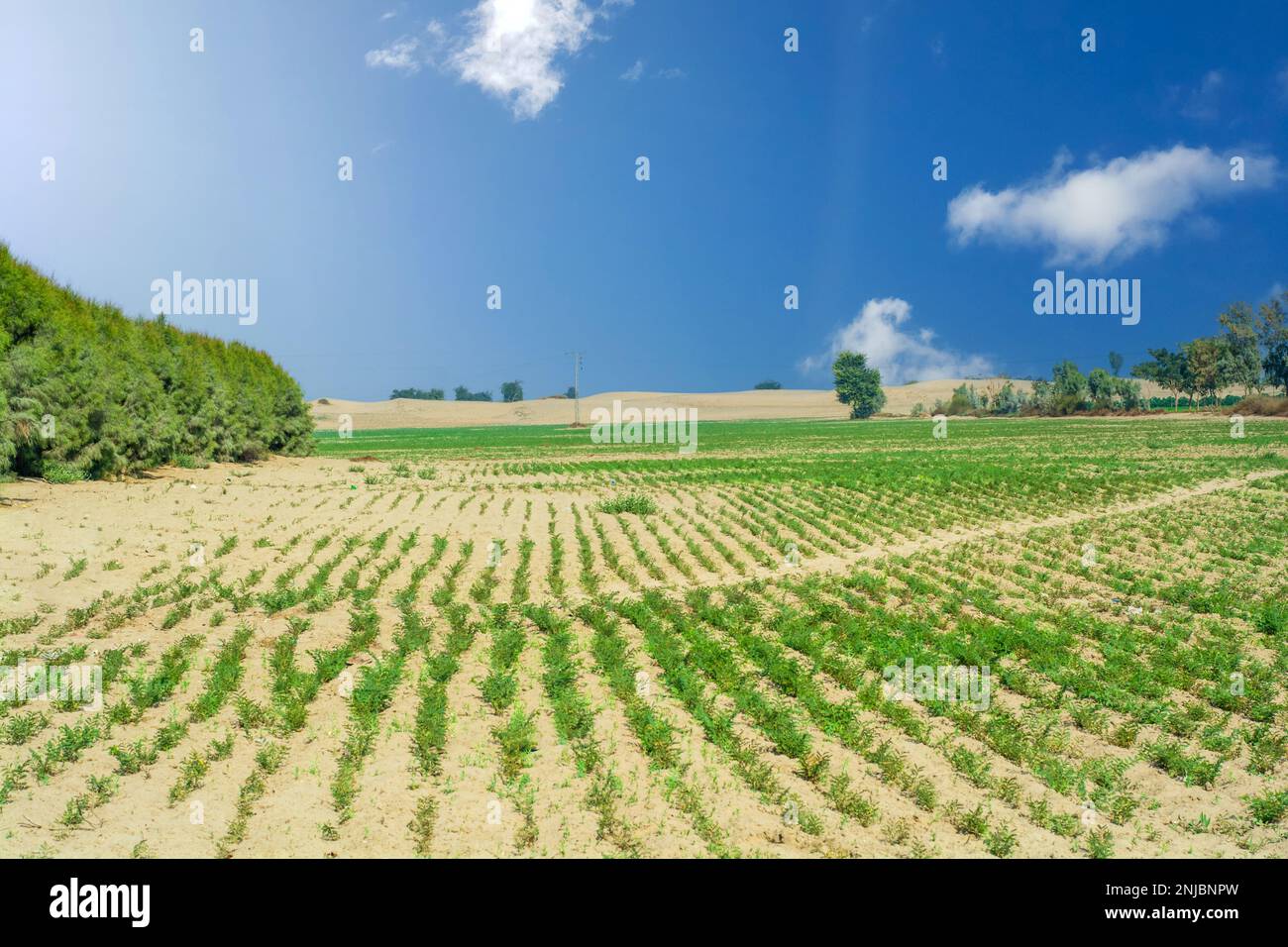 Rows of organic gram crop in the desert Stock Photo - Alamy