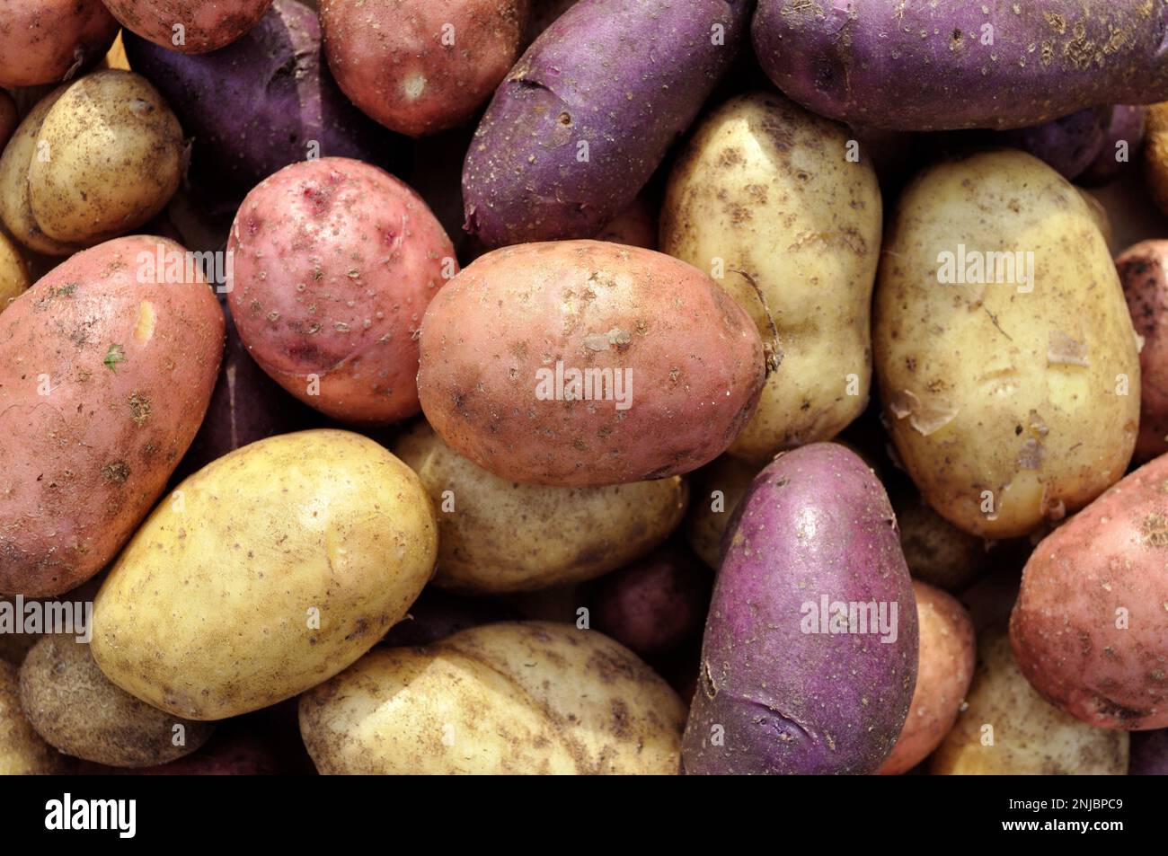 the stack of freshly harvested unwashed different sorts of potato ...