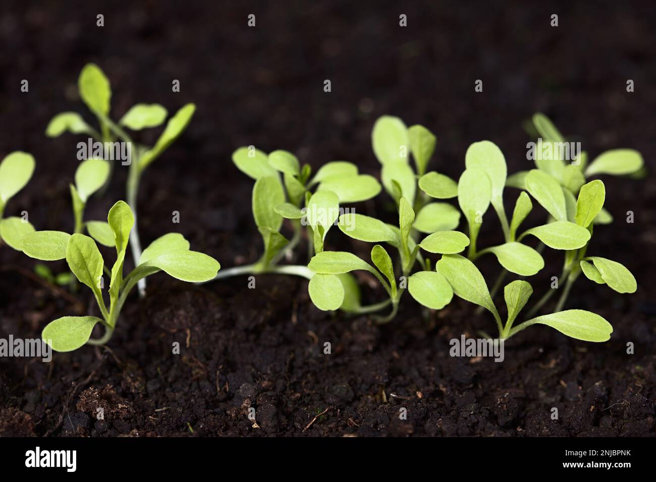 Young leaf lettuce seedlings growing in black soil (Very Shallow Depth ...