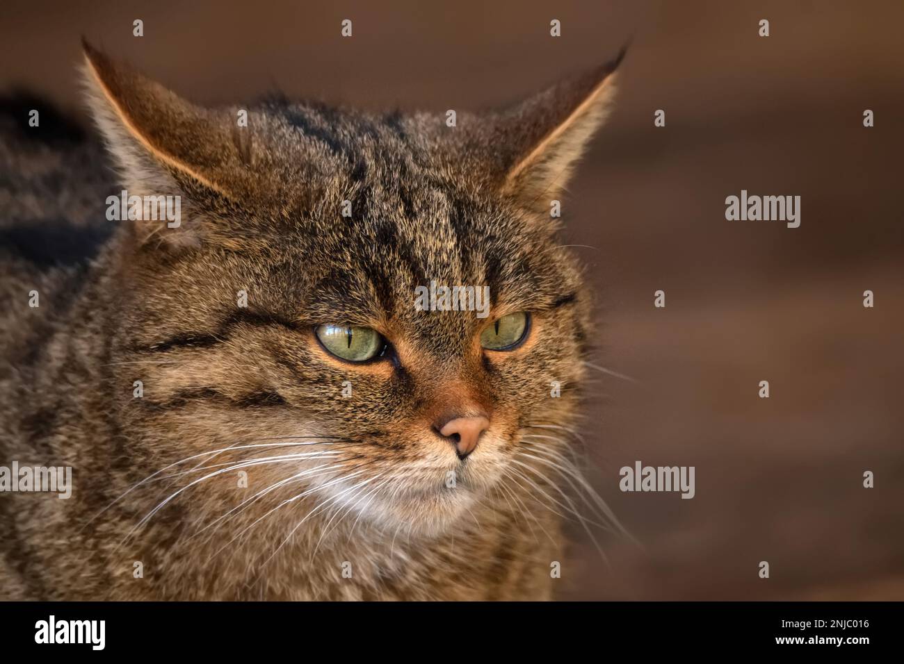 European wildcat standing hi-res stock photography and images - Alamy