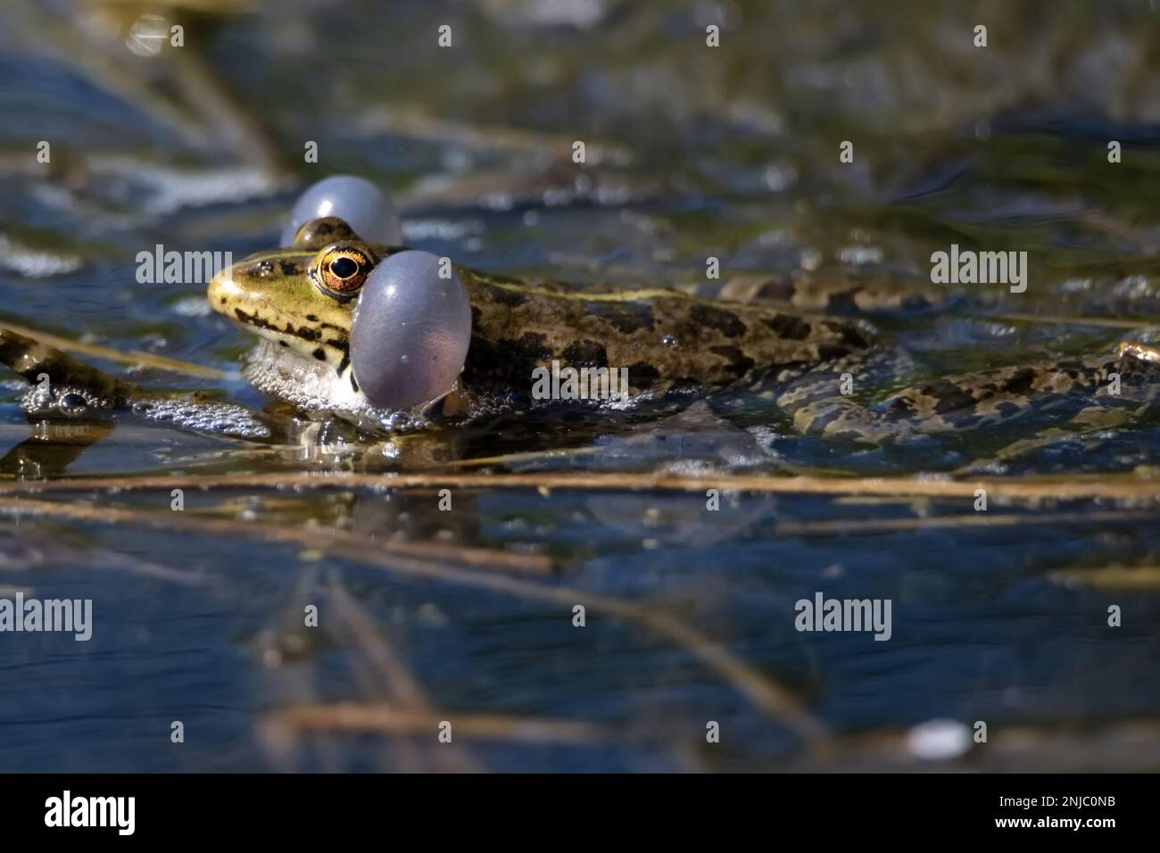 Marsh frog or Pelophylax ridibundus singing in the water. Mating ritual ...