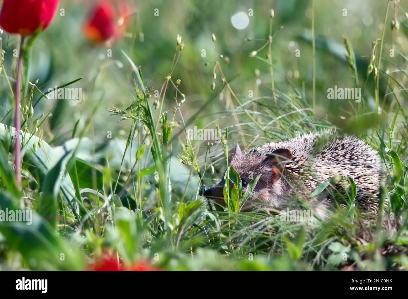 Long eared hedgehog hi-res stock photography and images - Alamy