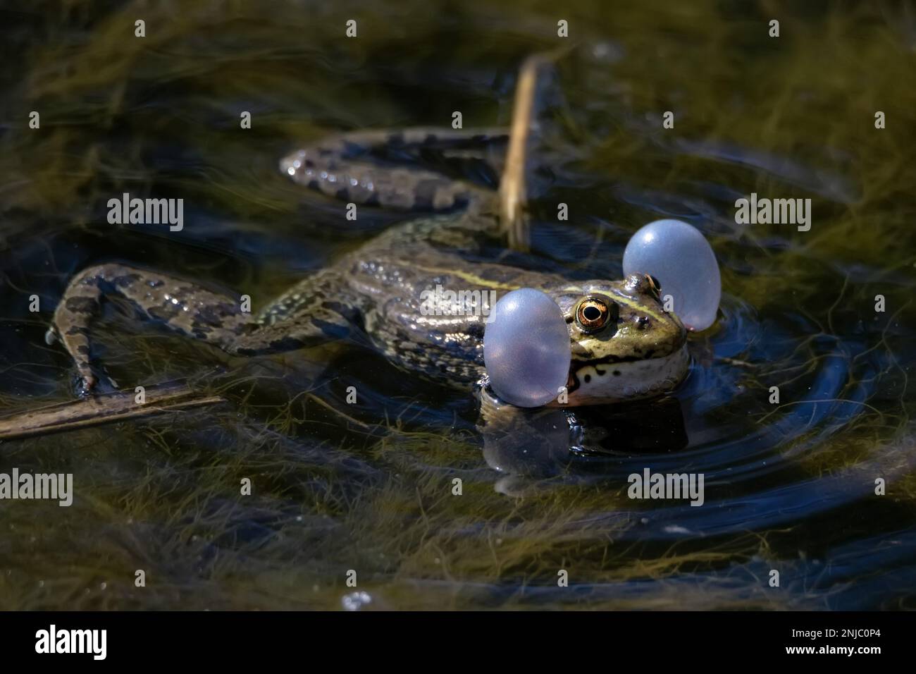 Marsh frog or Pelophylax ridibundus singing in the water. Mating ritual ...