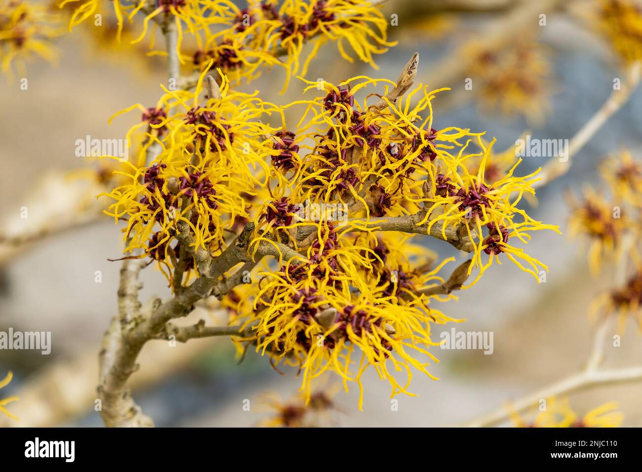 Hamamelis mollis (witch hazel) a winter spring flowering tree shrub ...