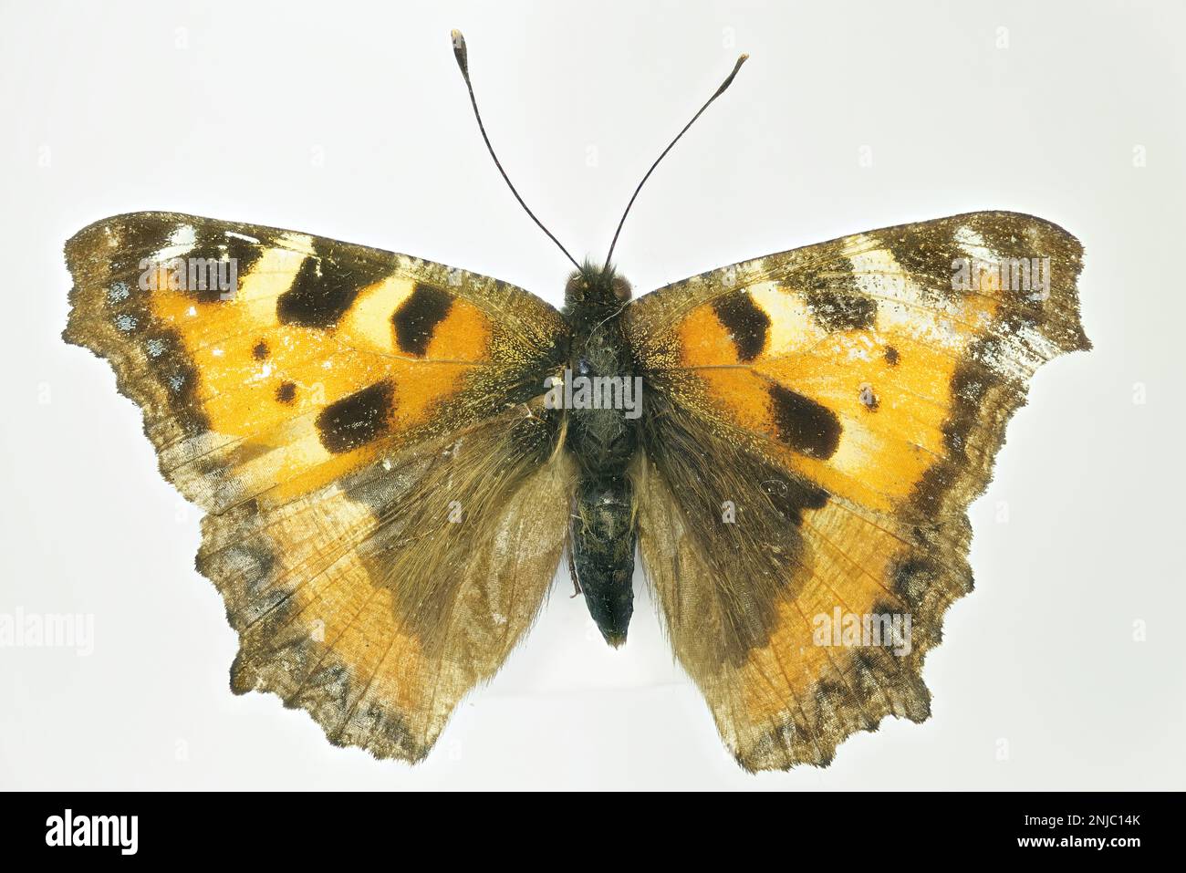 The small tortoiseshell, Aglais urticae (family Nymphalidae), a ...