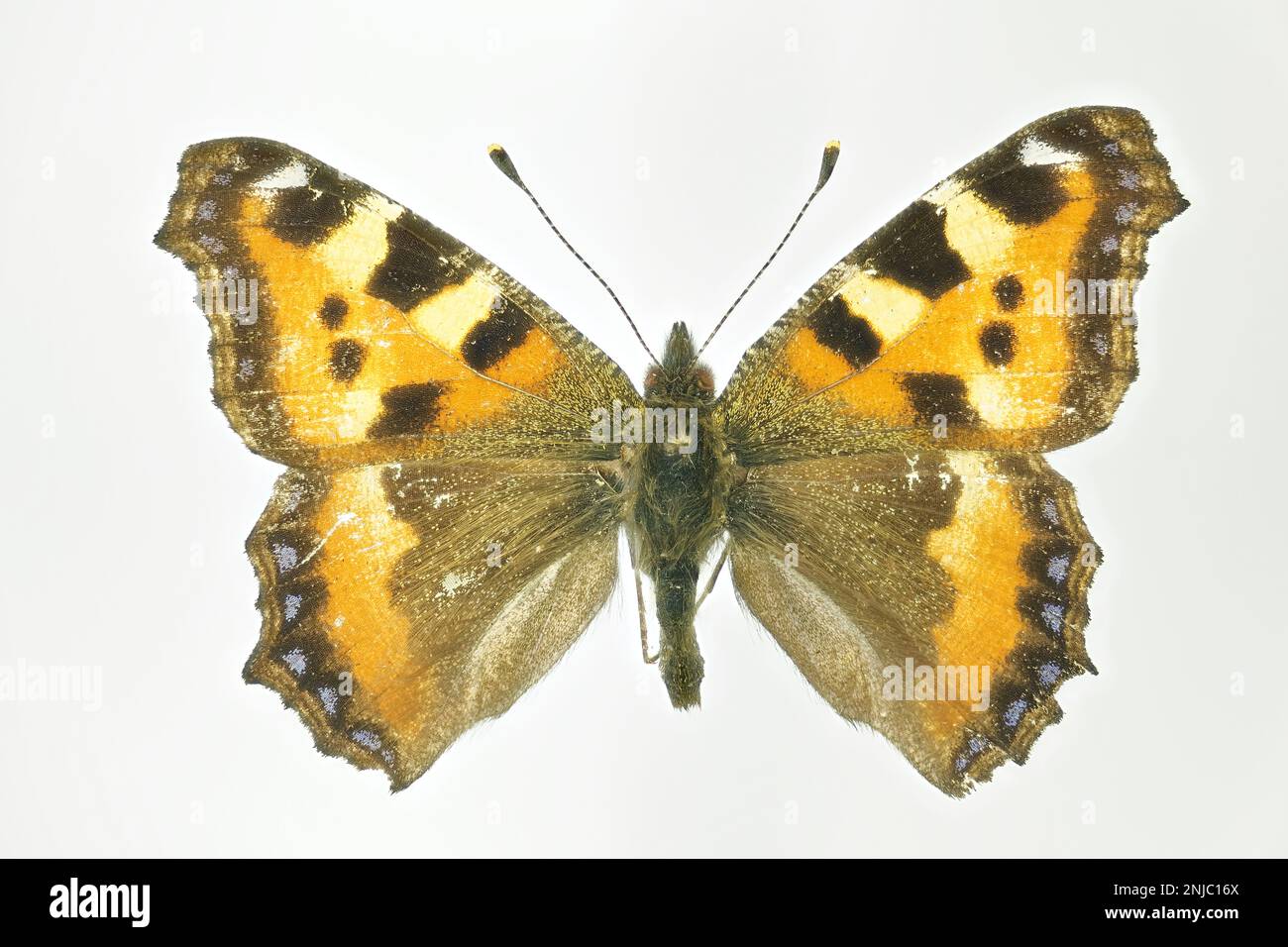 The small tortoiseshell, Aglais urticae (family Nymphalidae), a ...