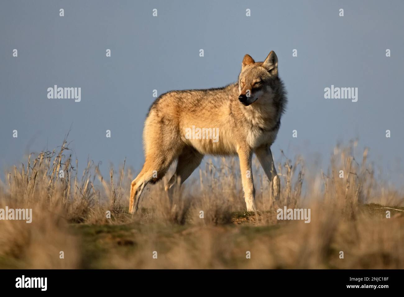 Eurasian wolf or Canis lupus lupus walking in steppe in its natural ...