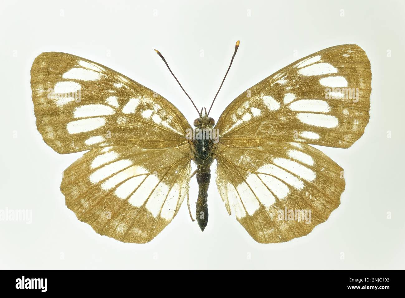 Hungarian glider, Neptis rivularis (family Nymphalidae), a butterfly ...