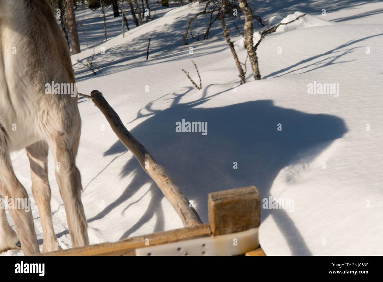 Shadow of a reindeer in show while guiding a sleigh. Lapland Stock ...