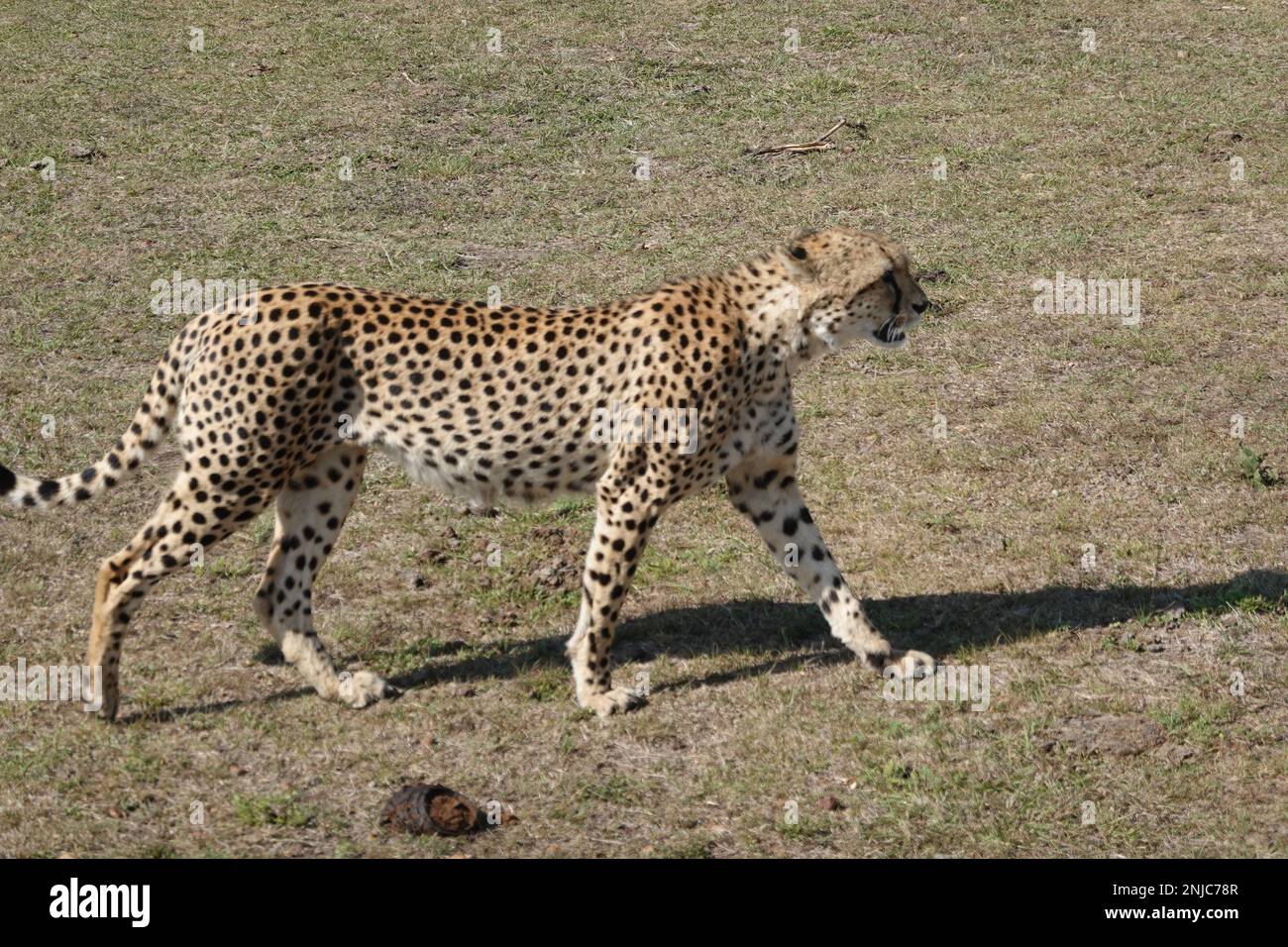 Cheetah in the savannah in Kenya Stock Photo - Alamy