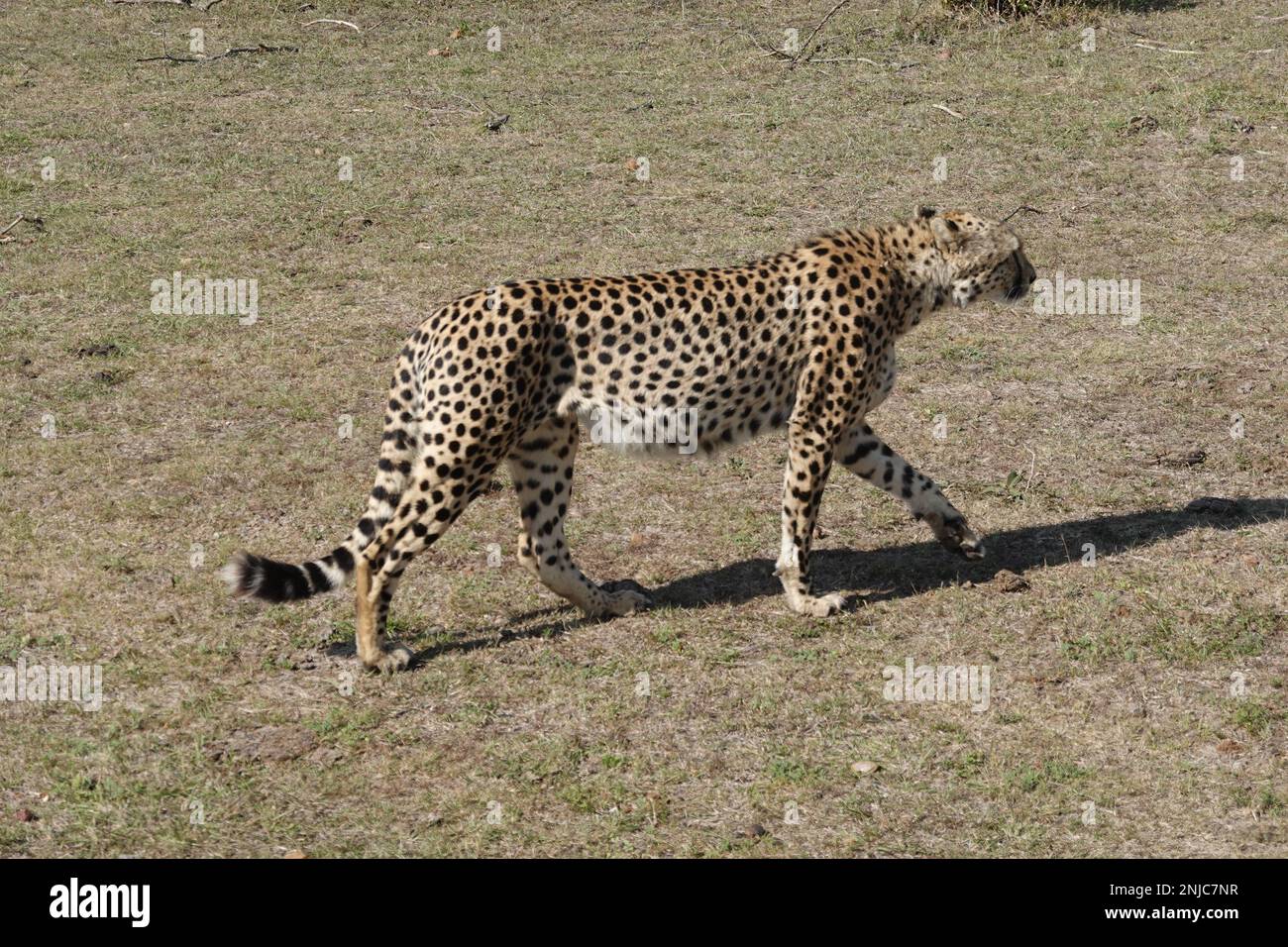 Cheetah in the savannah in Kenya Stock Photo - Alamy