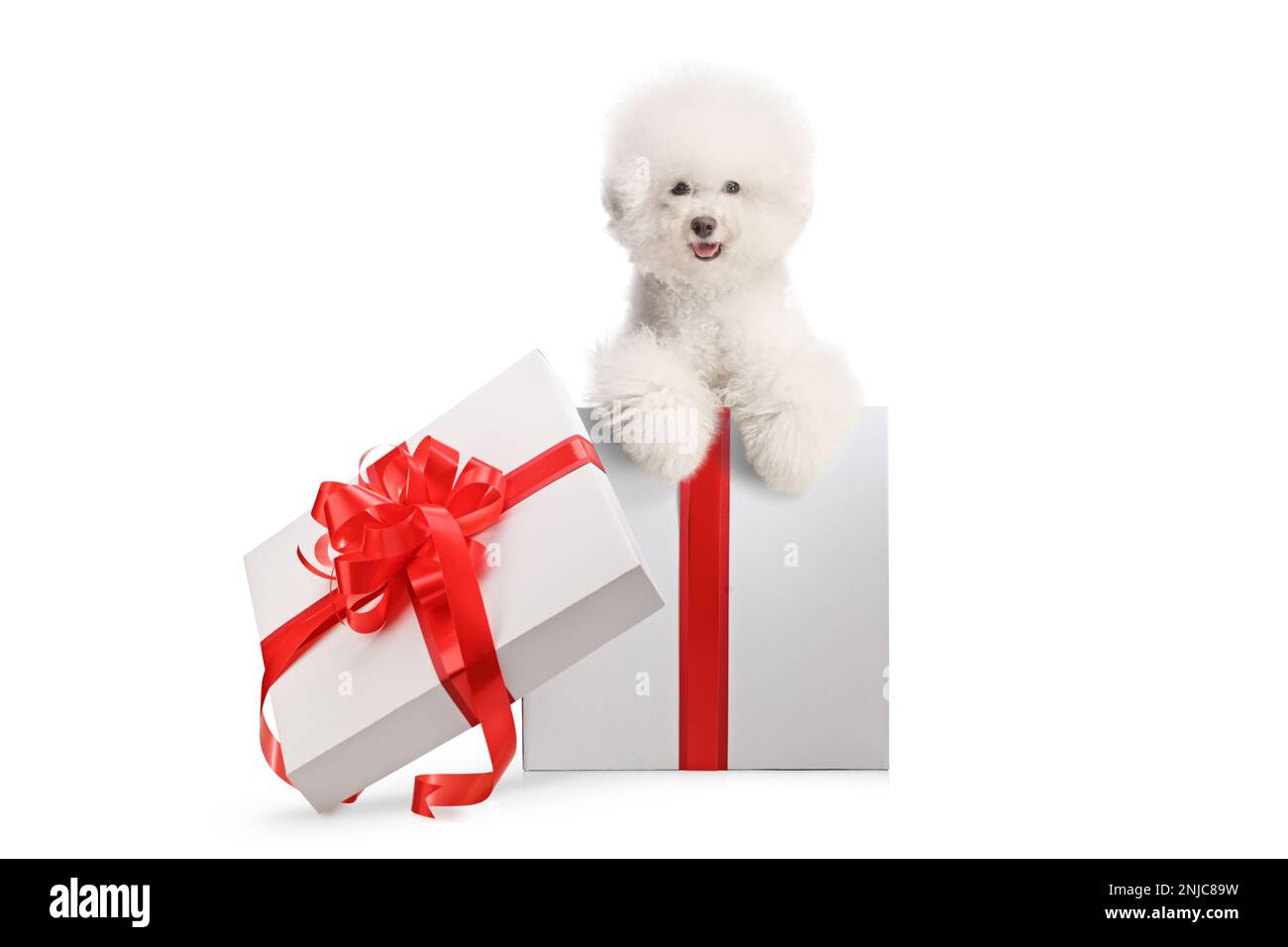 Open gift box with a bichon frise dog inside isolated on white ...