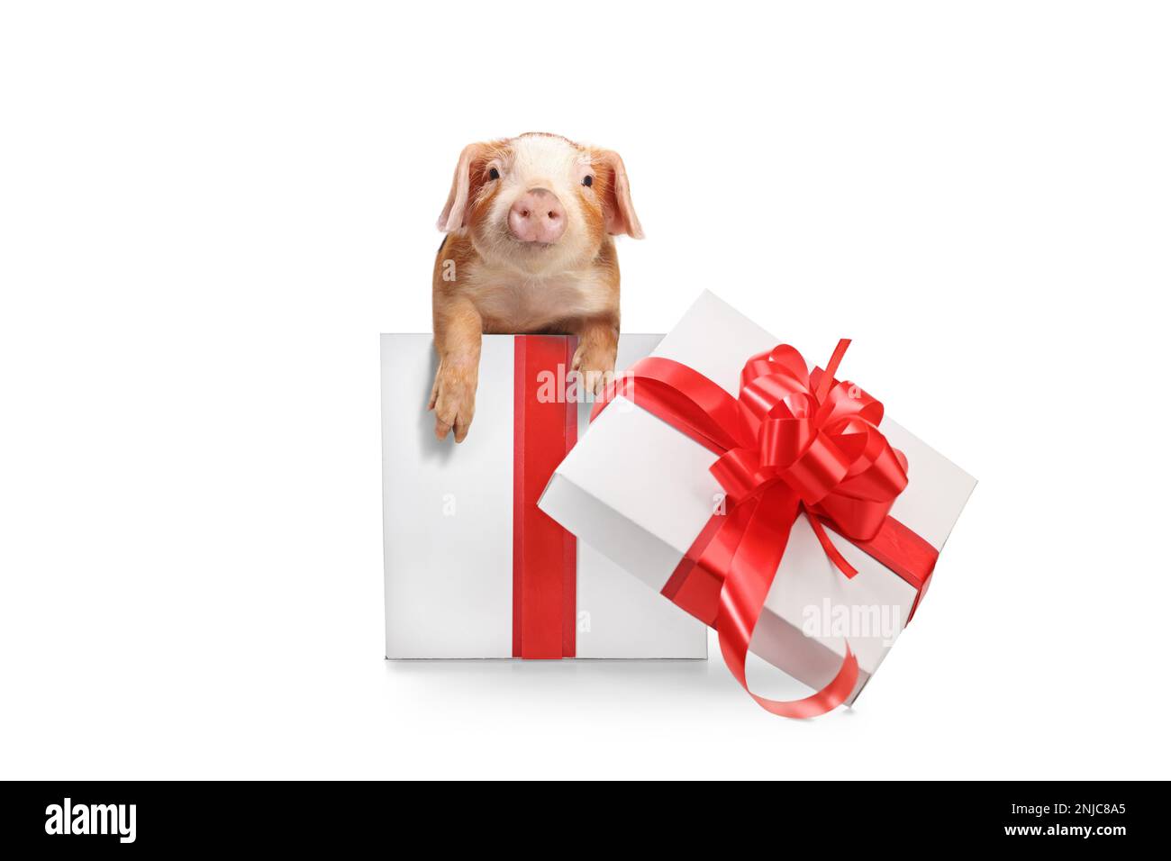 Piglet pet inside a present box isolated on white background Stock ...