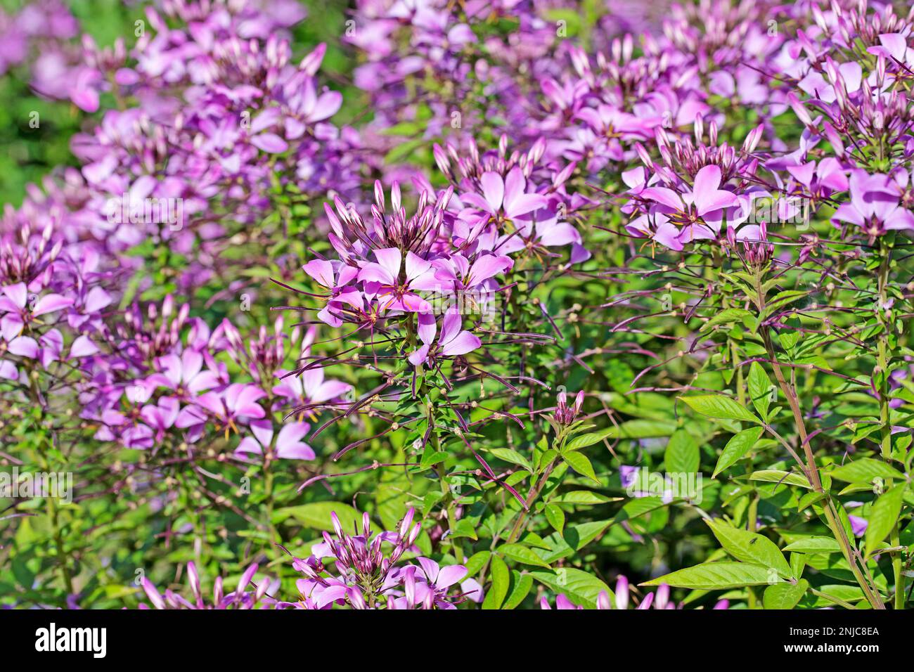 Spider flower, Cleome spinosa, in the garden Stock Photo - Alamy
