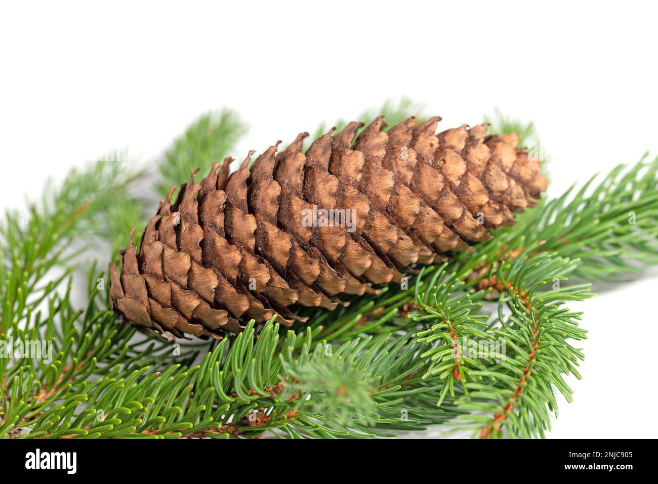 Spruce pine cones hi-res stock photography and images - Alamy