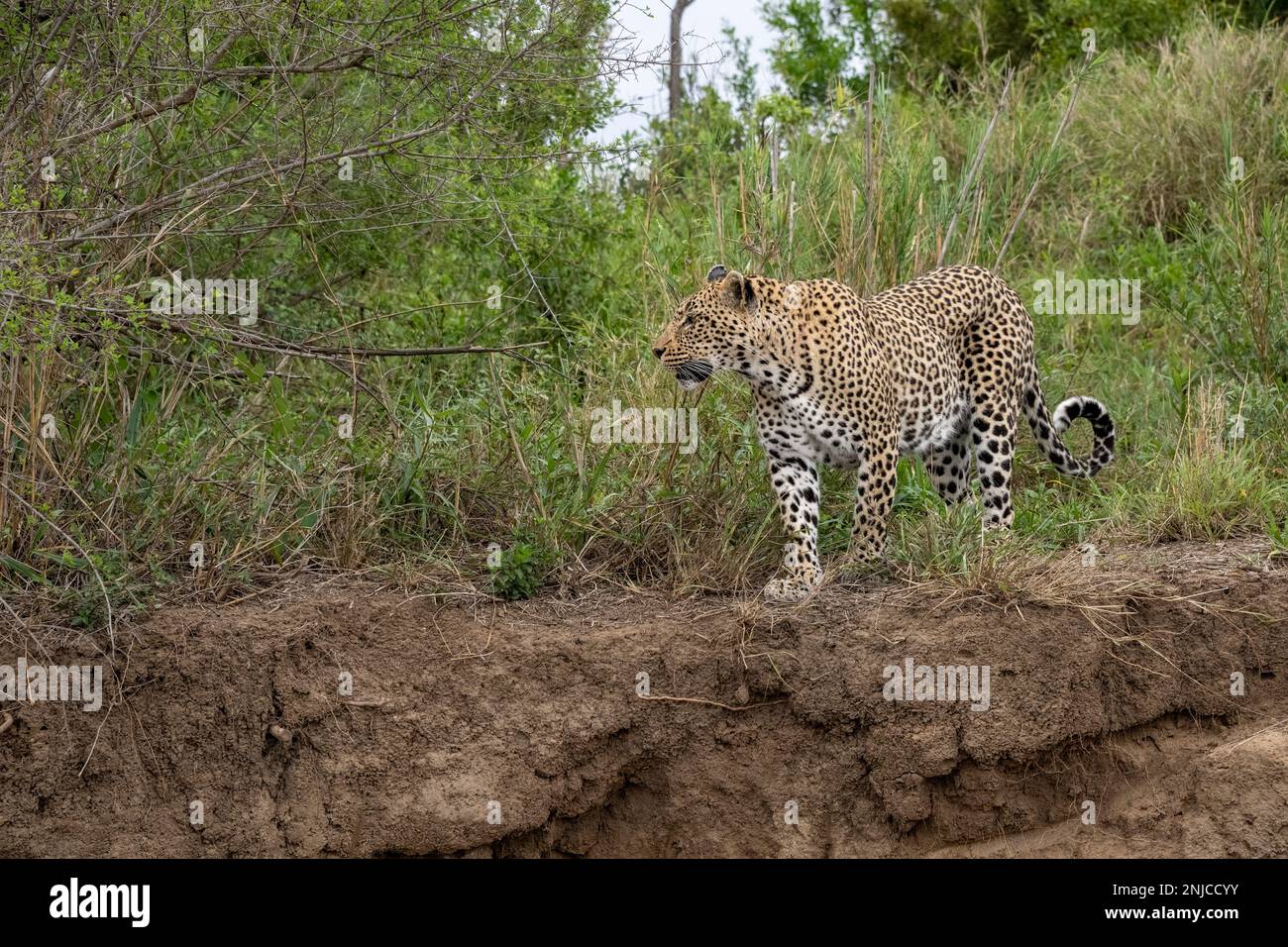 Leopard approaching a Cliff over the Sand River in South Africa Stock ...