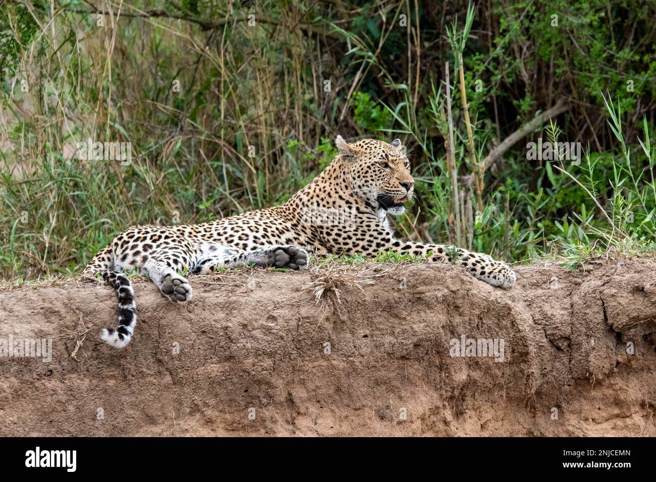 Leopard on a Cliff over the Sand River in South Africa Stock Photo - Alamy