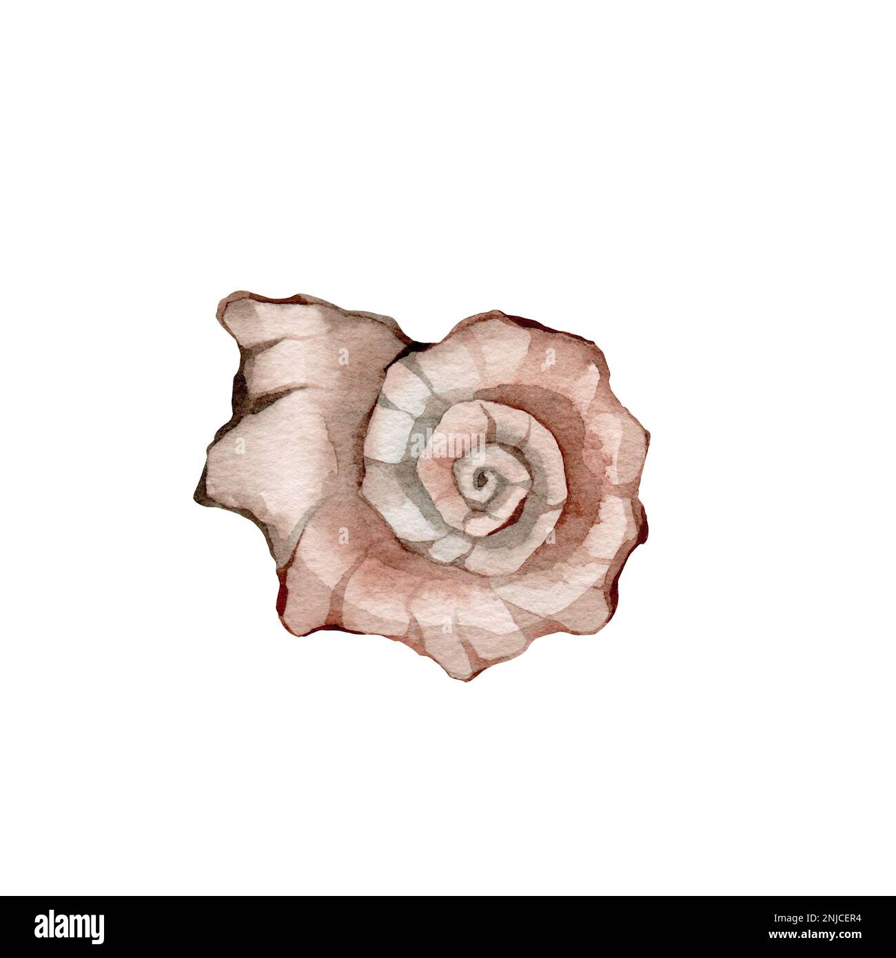Watercolor Shell. Underwater animals isolated on white background ...
