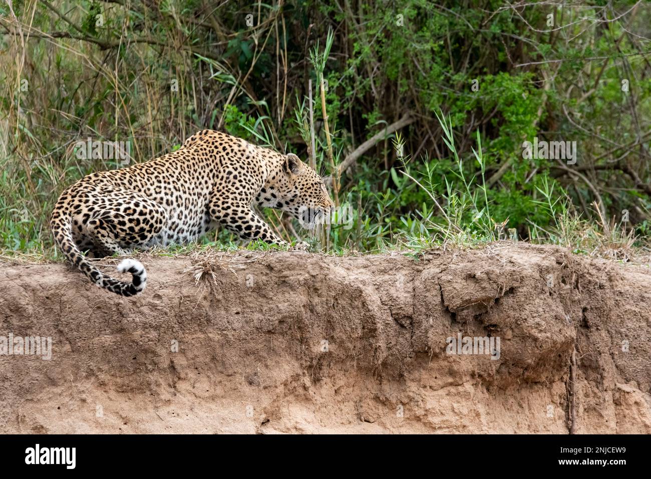 Leopard Crouching on a Cliff over the Sand River in South Africa Stock ...