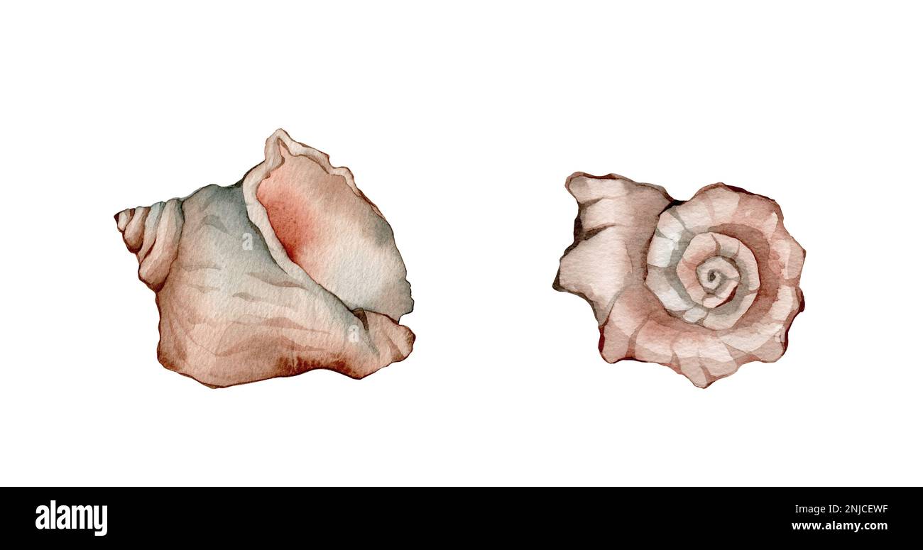 Watercolor Shell Set. Underwater animals isolated on white background ...