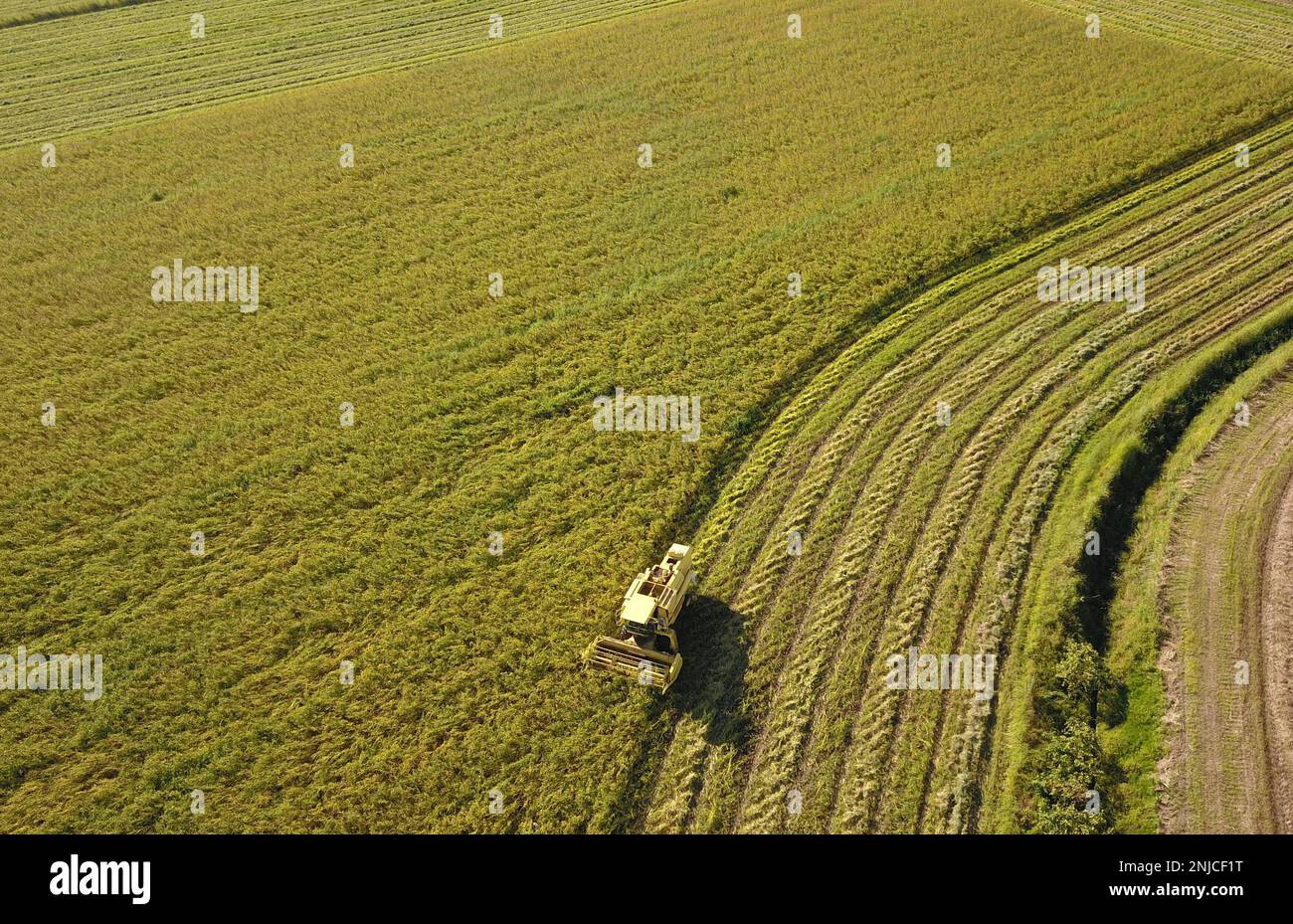 Buckwheat harvesting starts in Shintoku Town, Hokkaido Prefecture on ...
