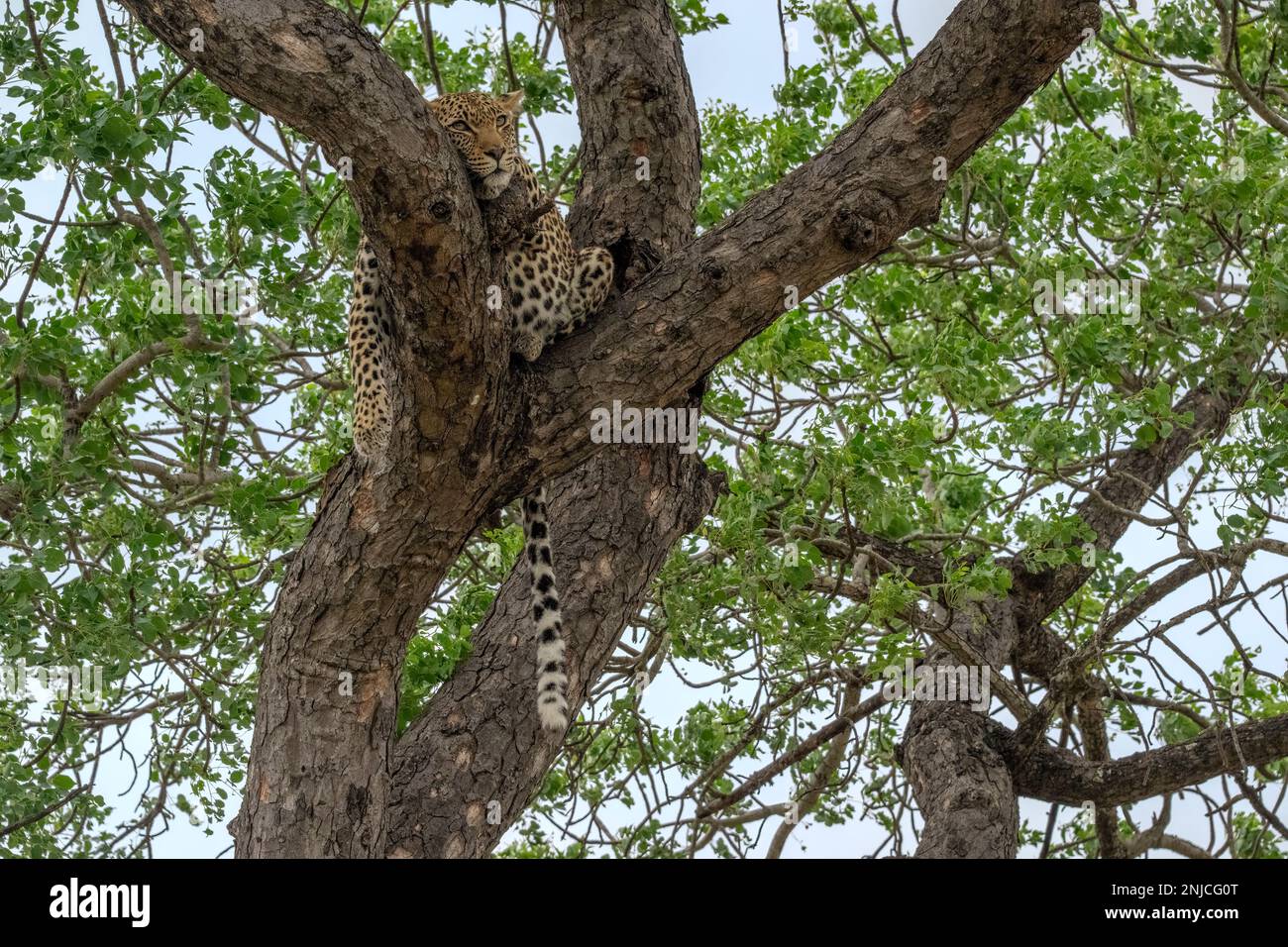 Leopard sleeping in a tree hi-res stock photography and images - Alamy