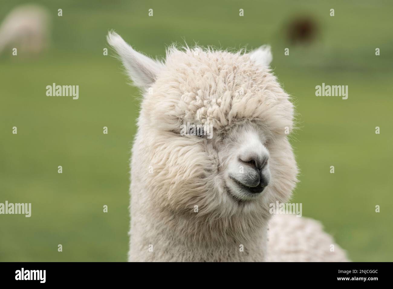 "A picnic sounds great, alpaca lunch Stock Photo - Alamy