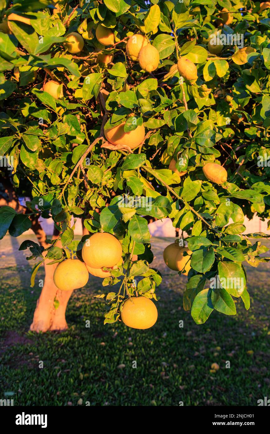 Citrus fruits oranges grapefruits hi-res stock photography and images ...