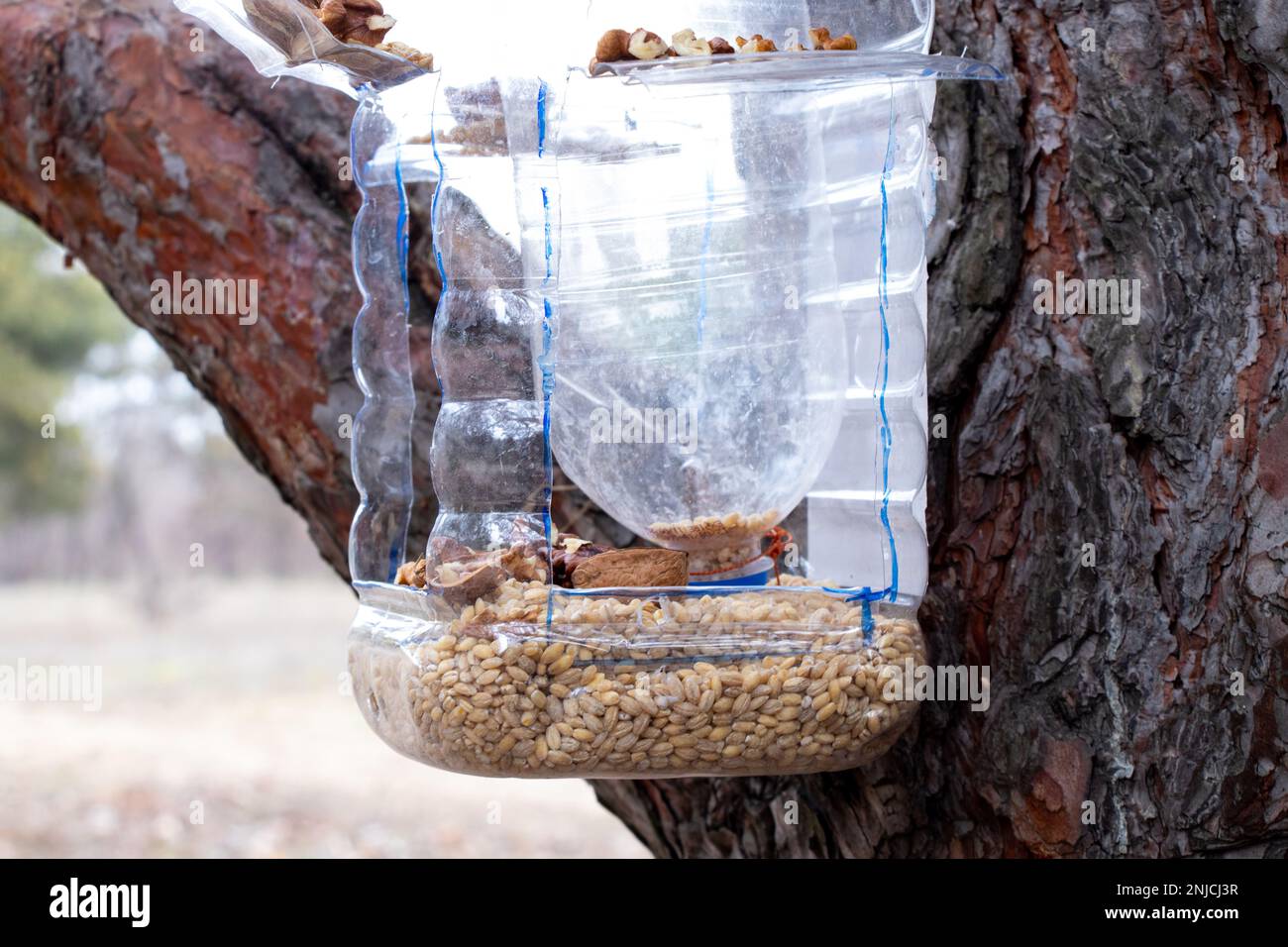 Homemade manger hanging on a Christmas tree with grain and nuts in the ...