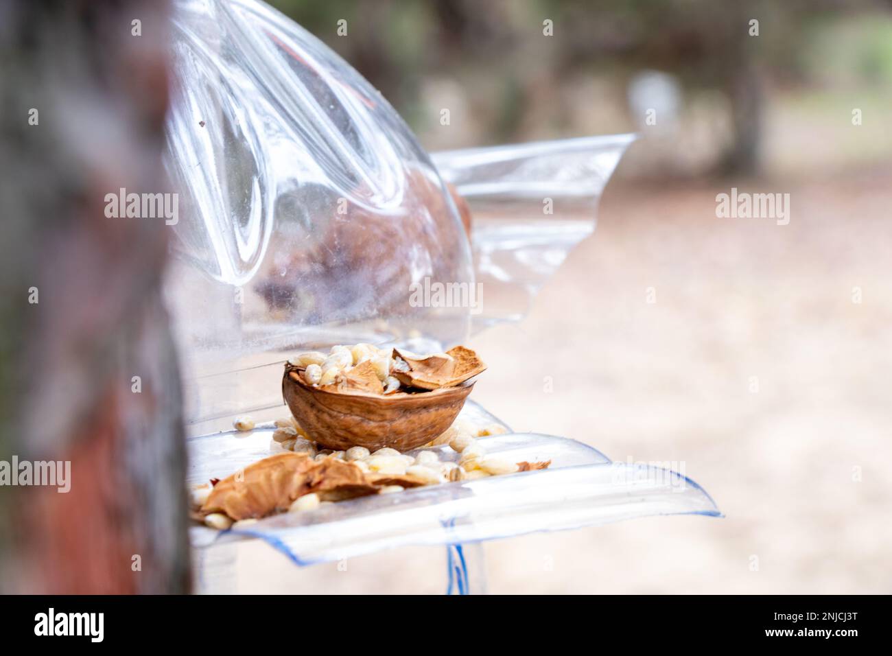 Homemade manger hanging on a Christmas tree with grain and nuts in the ...