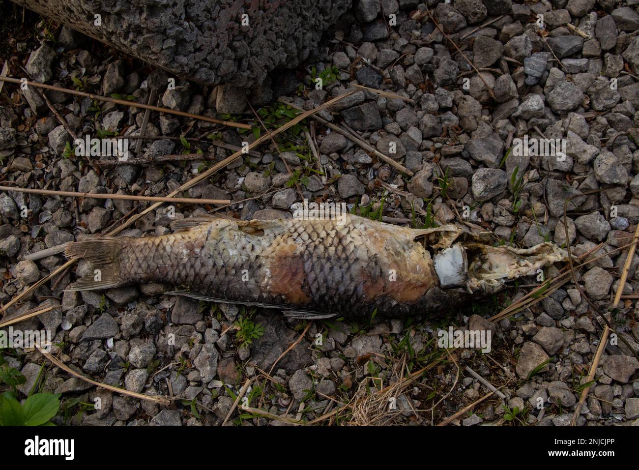 dead fish decomposes on the riverbank in Ukraine Stock Photo - Alamy