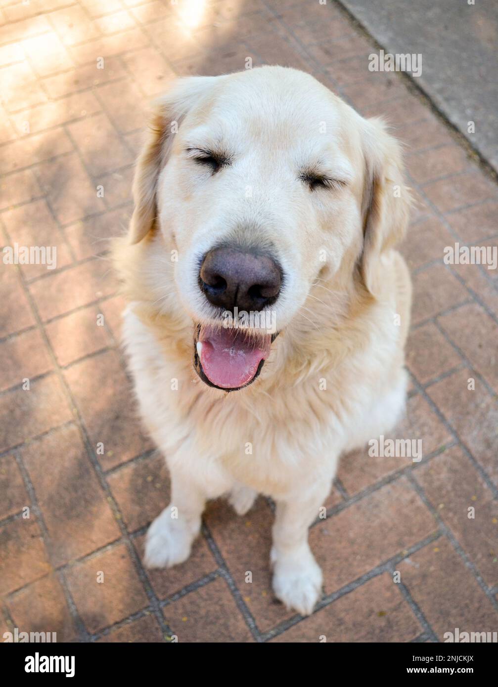 Golden retriever dog with big smile, focus on eyes and mouth Stock ...