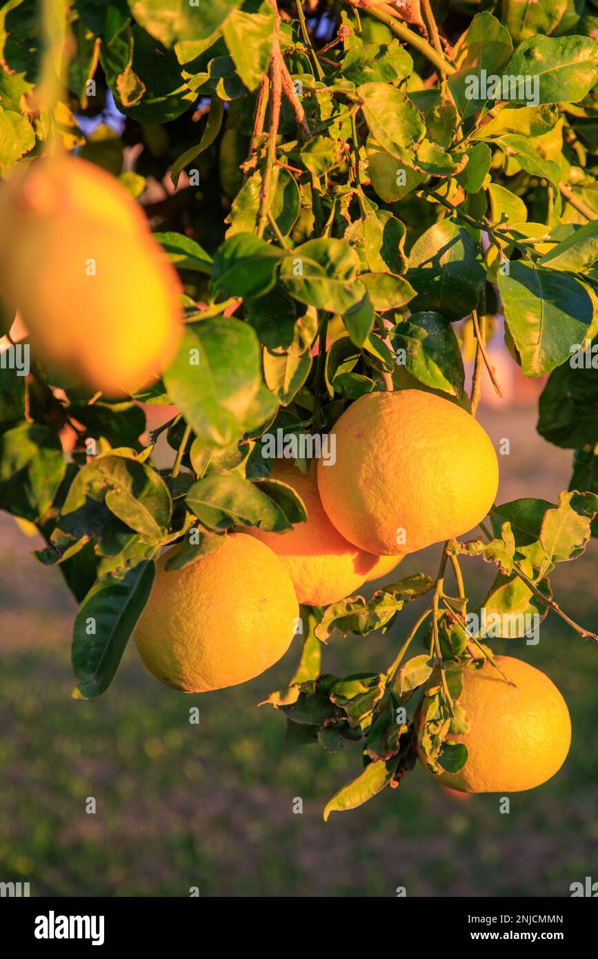 Arizona fruits hi-res stock photography and images - Alamy