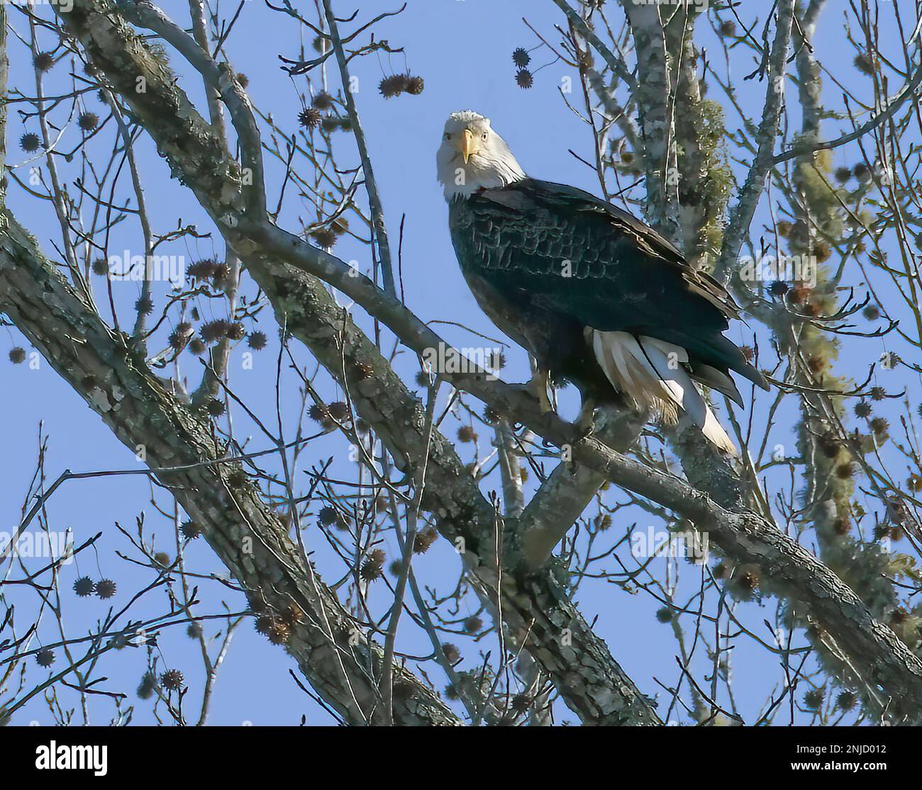 Lone Adult Bald Eagle In Trees Stock Photo - Alamy